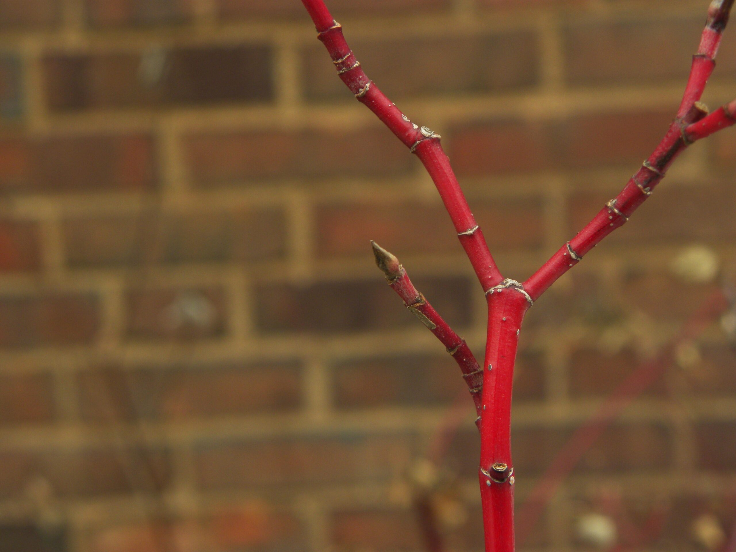 Cornus sericea ‘Cardinal’ – Purdue Arboretum Explorer