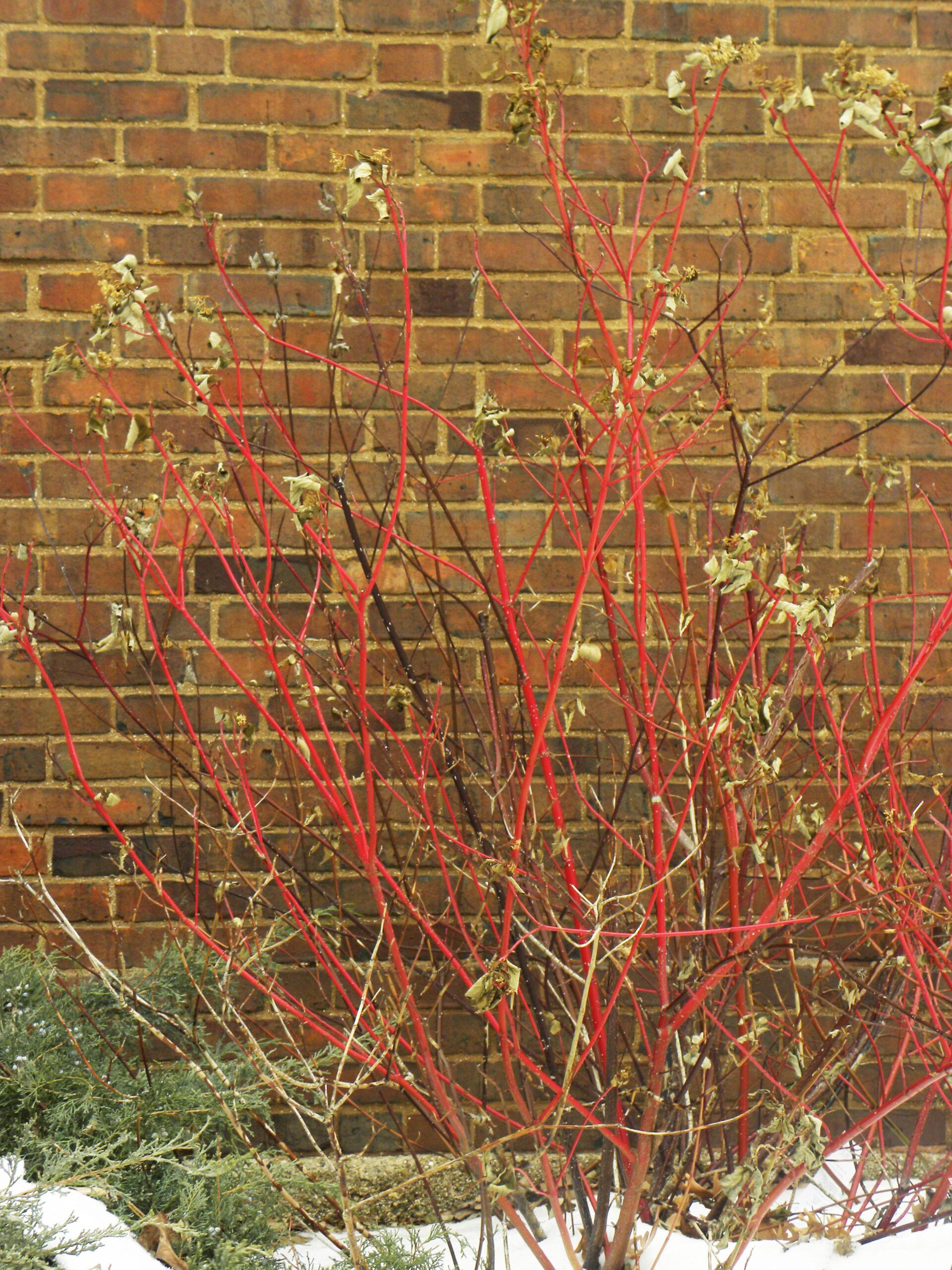Cornus sericea ‘Cardinal’ – Purdue Arboretum Explorer