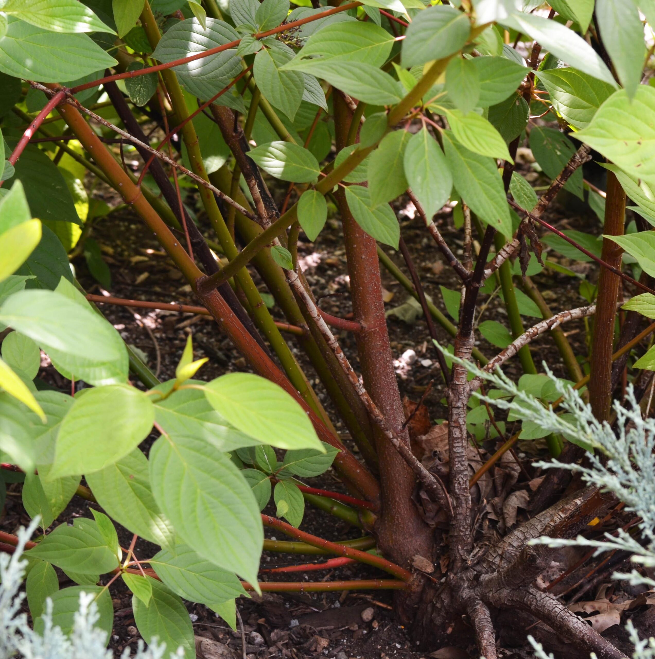 Cornus sericea ‘Cardinal’ – Purdue Arboretum Explorer