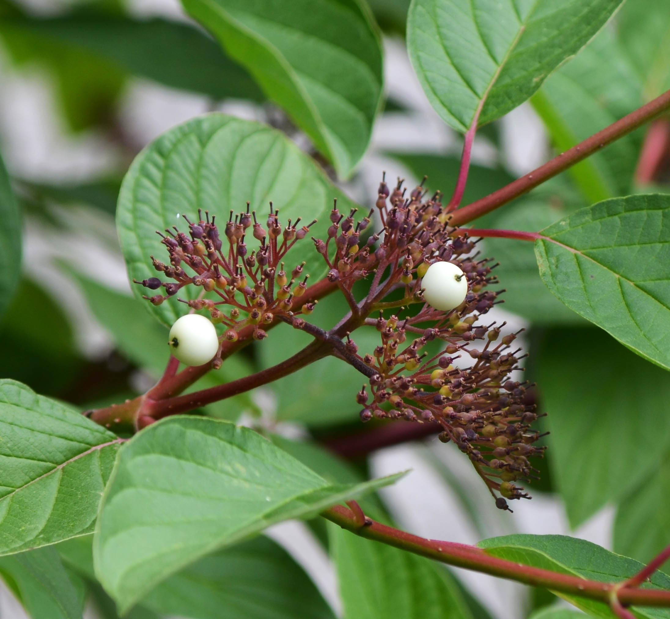 Cornus sericea ‘Cardinal’ – Purdue Arboretum Explorer