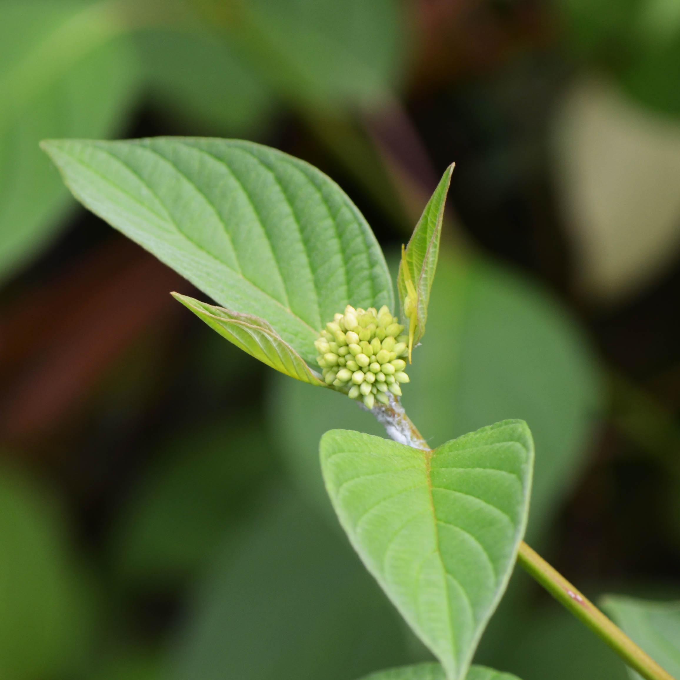 Cornus sericea ‘Cardinal’ – Purdue Arboretum Explorer
