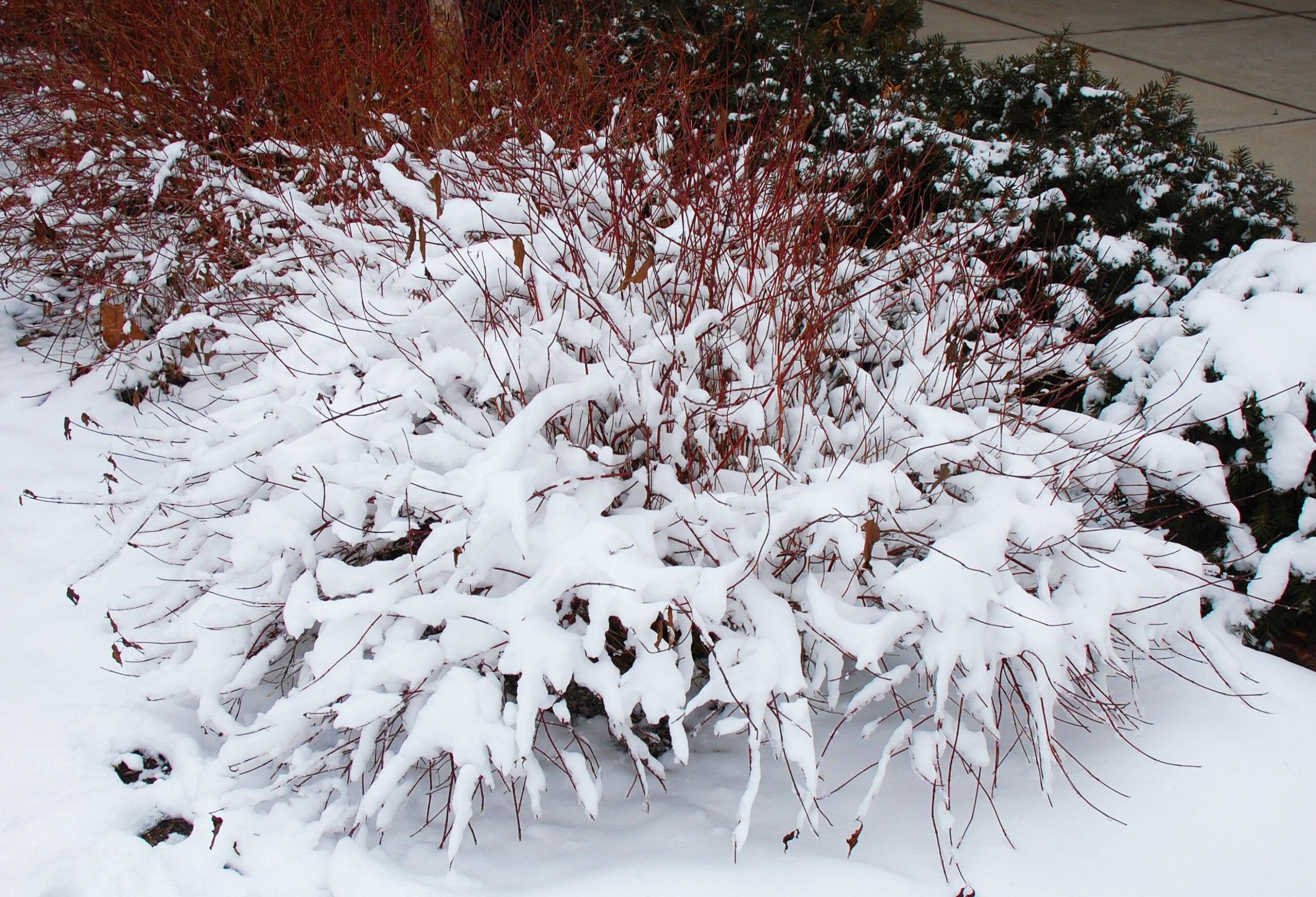 Cornus sericea ‘Cardinal’ – Purdue Arboretum Explorer