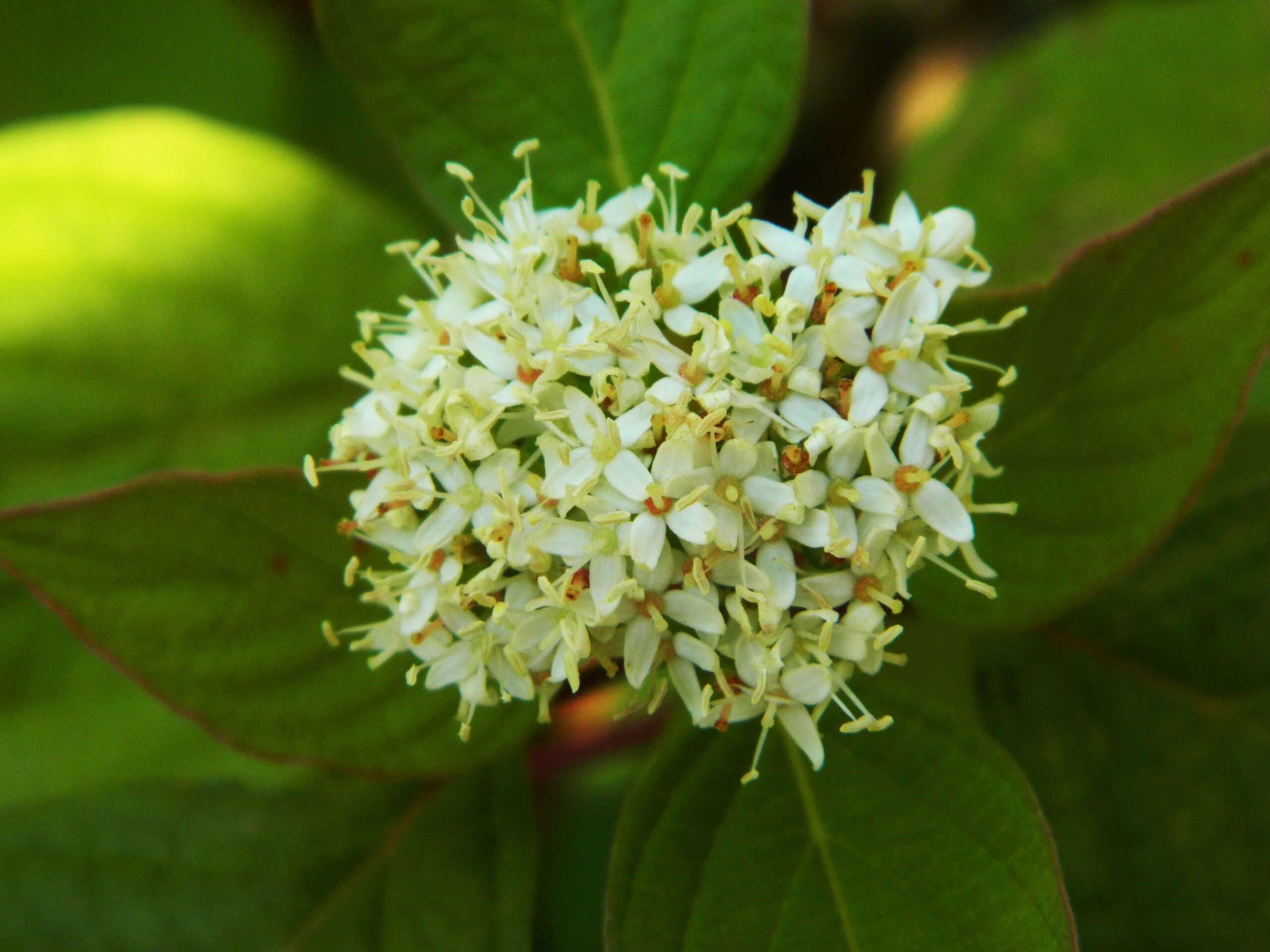 Cornus sericea ‘Cardinal’ – Purdue Arboretum Explorer