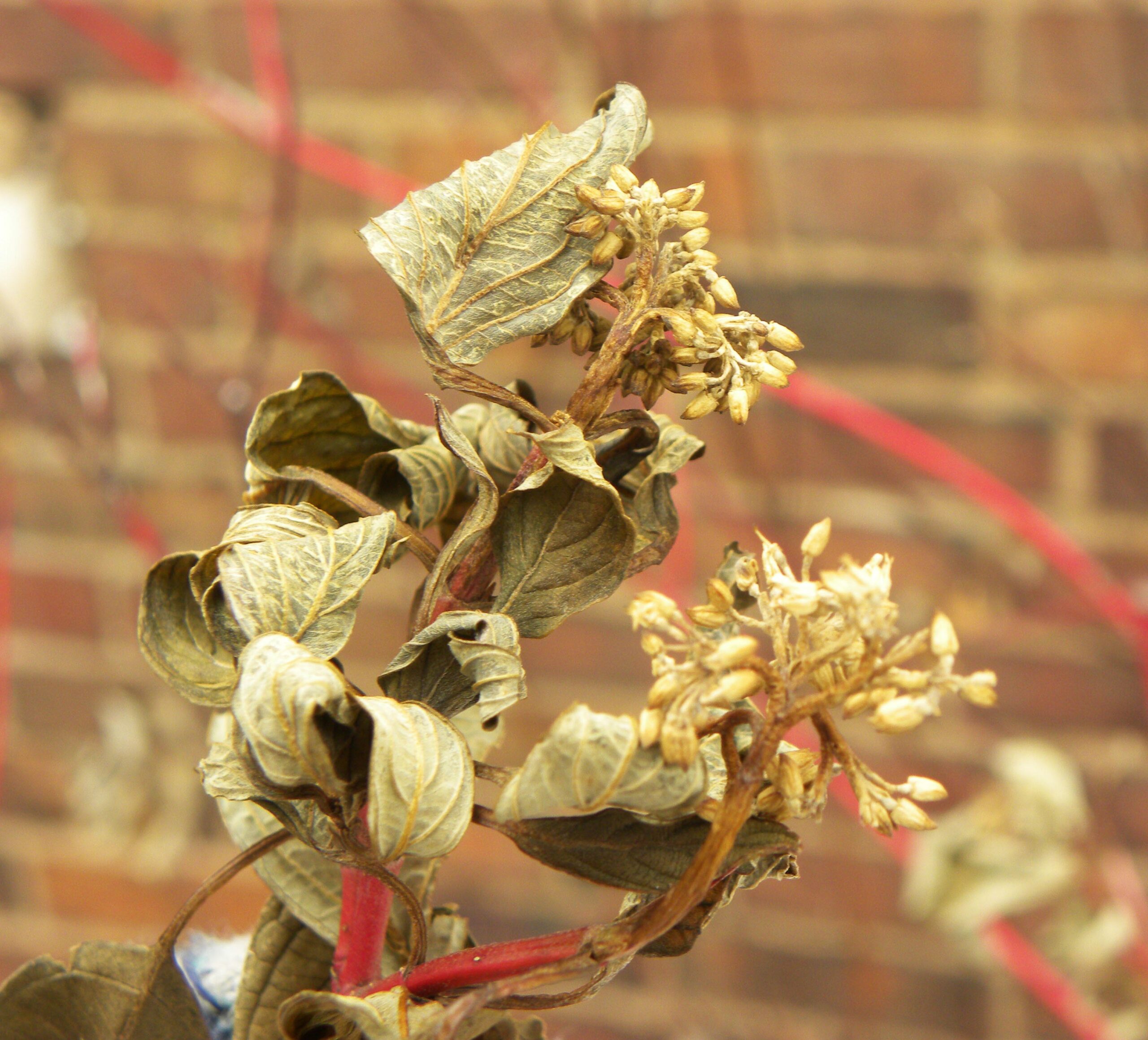 Cornus sericea ‘Cardinal’ – Purdue Arboretum Explorer