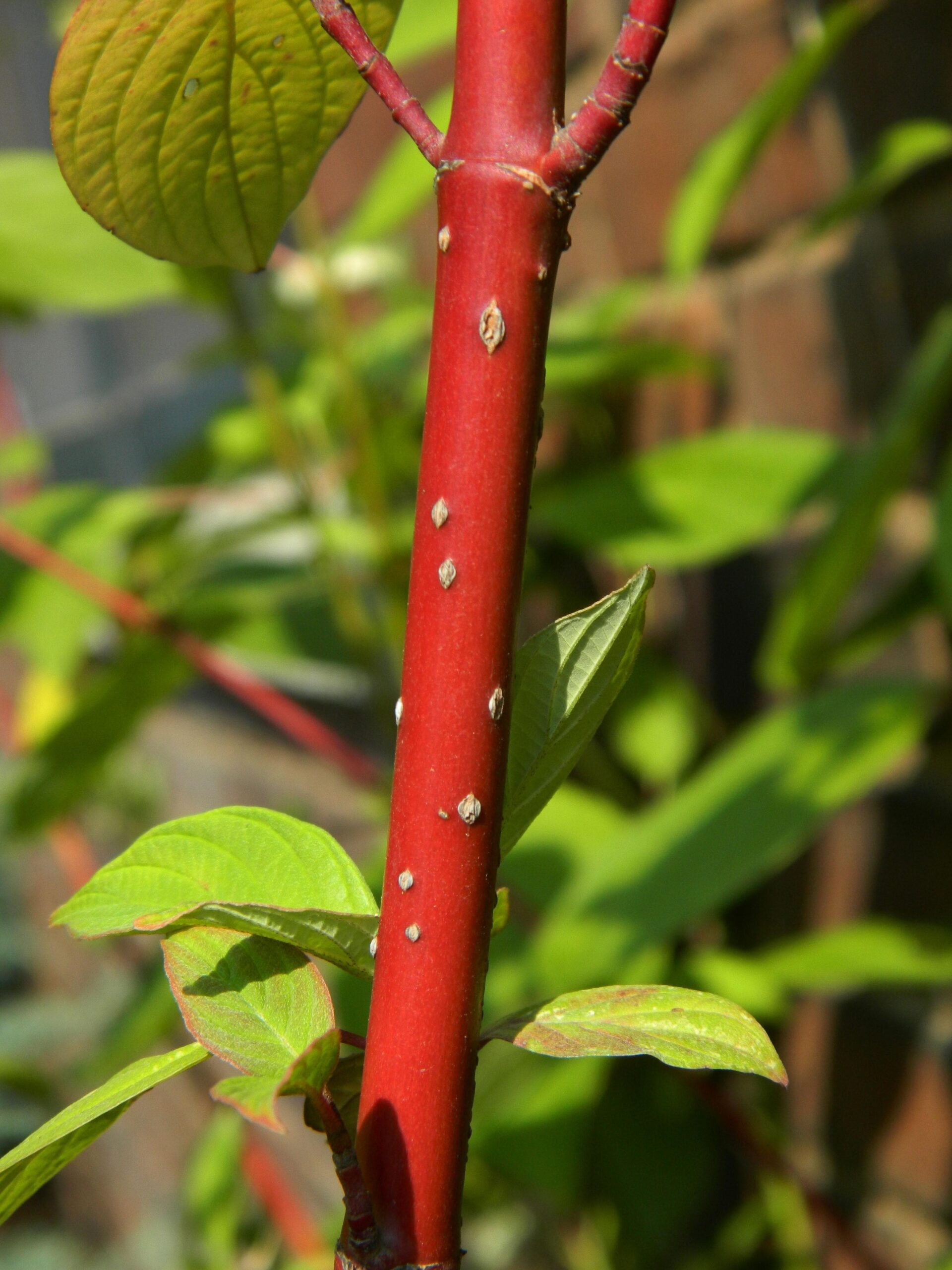 Cornus sericea ‘Cardinal’ – Purdue Arboretum Explorer