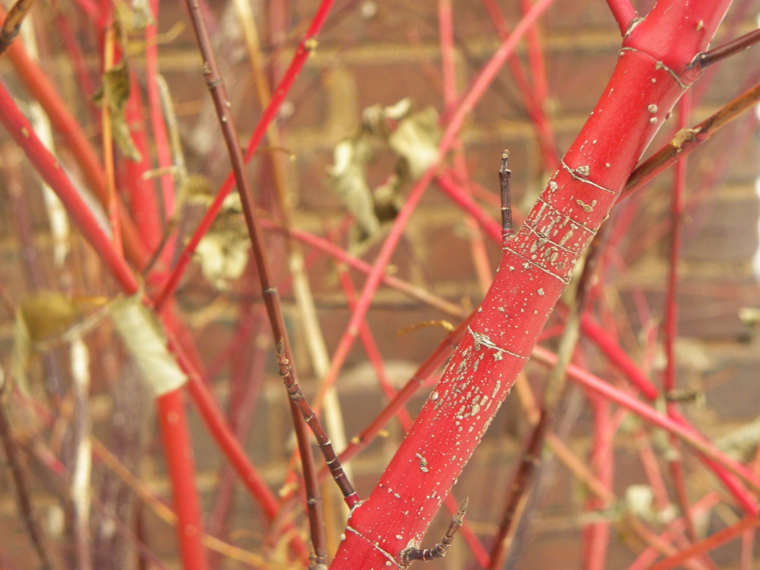 Cornus sericea ‘Cardinal’ – Purdue Arboretum Explorer