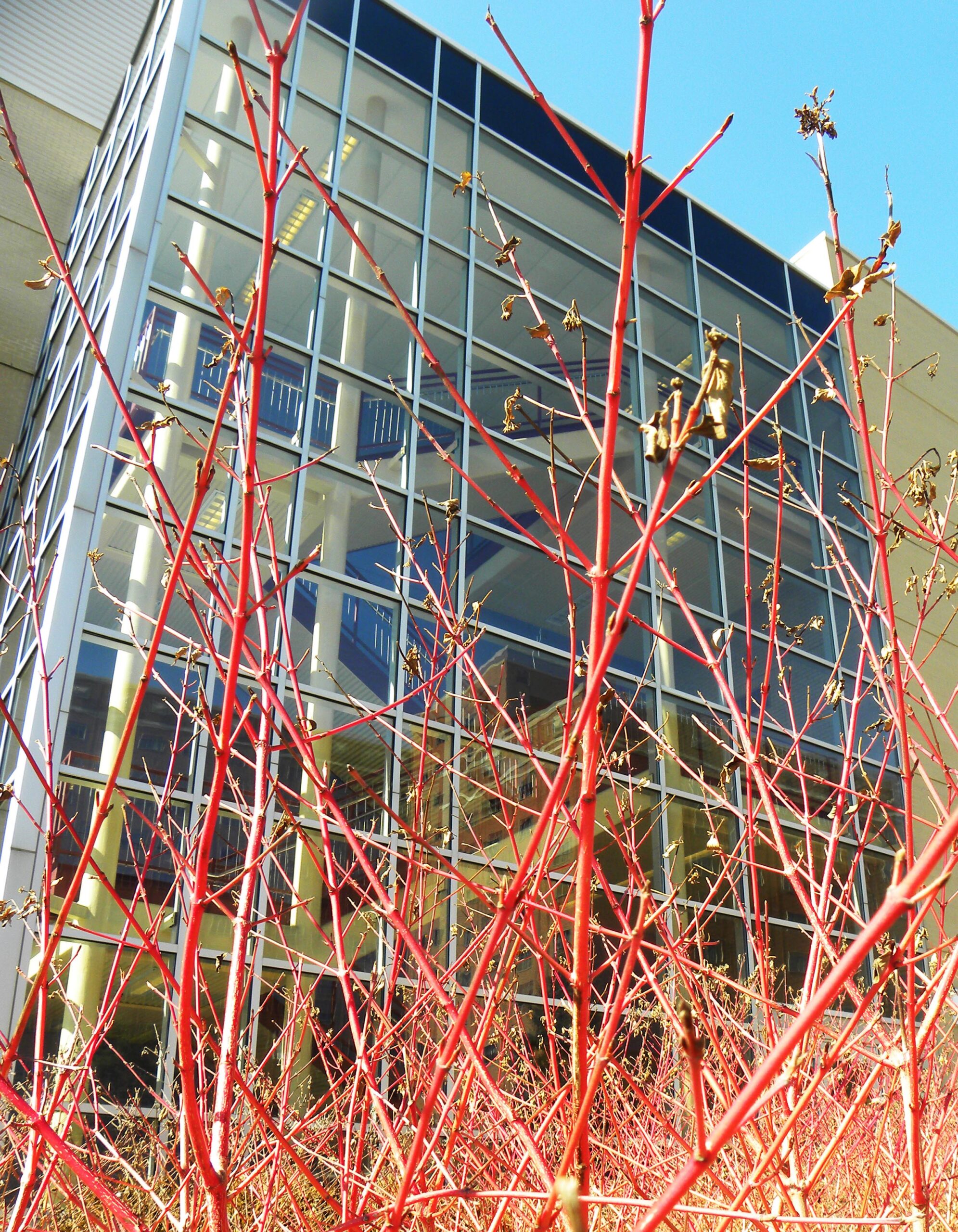 Cornus sanguinea ‘Cato’ [sold as Arctic Sun™] – Purdue Arboretum Explorer
