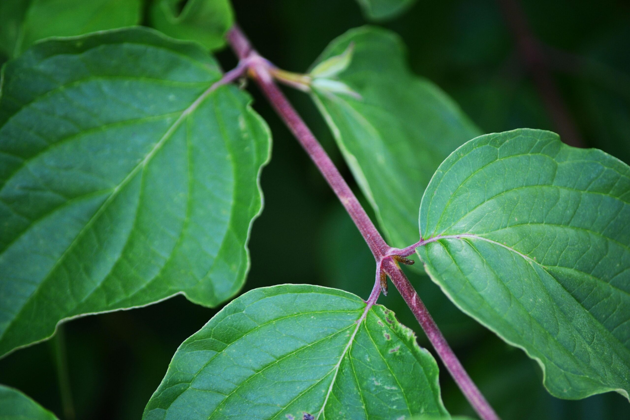 Cornus sanguinea ‘Cato’ [sold as Arctic Sun™] – Purdue Arboretum Explorer