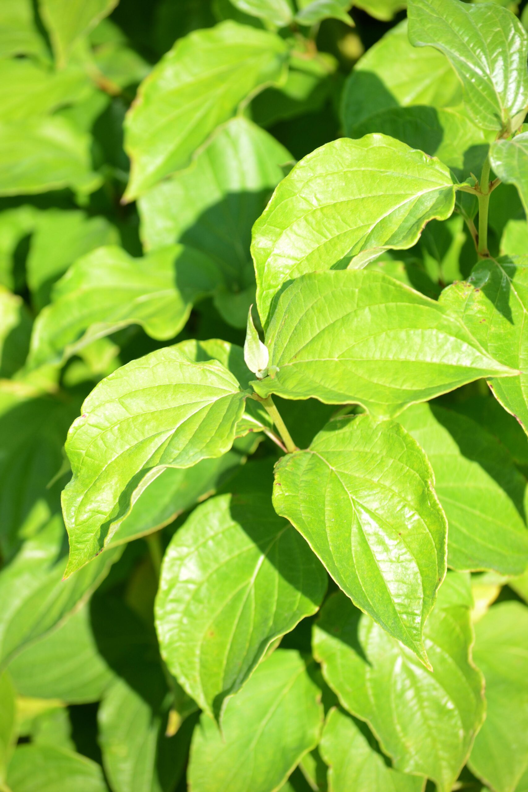 Cornus sanguinea ‘Cato’ [sold as Arctic Sun™] – Purdue Arboretum Explorer
