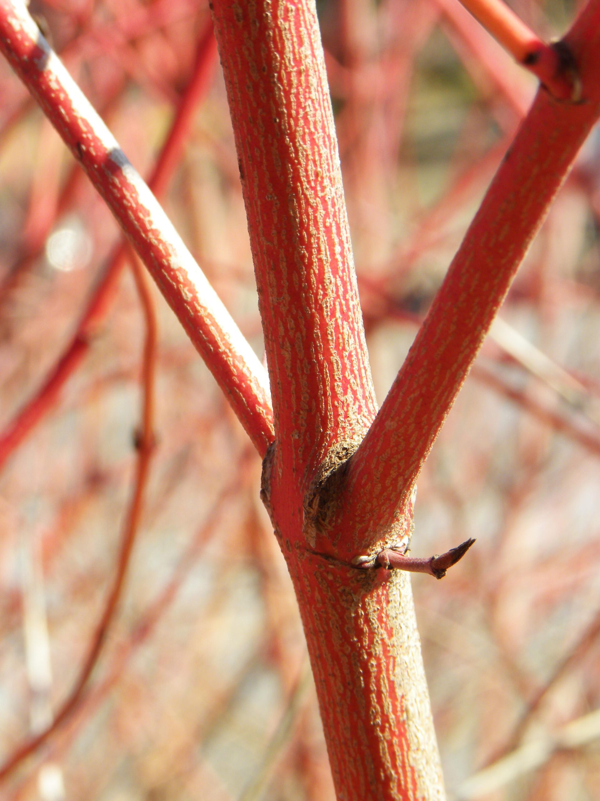 Cornus sanguinea ‘Cato’ [sold as Arctic Sun™] – Purdue Arboretum Explorer
