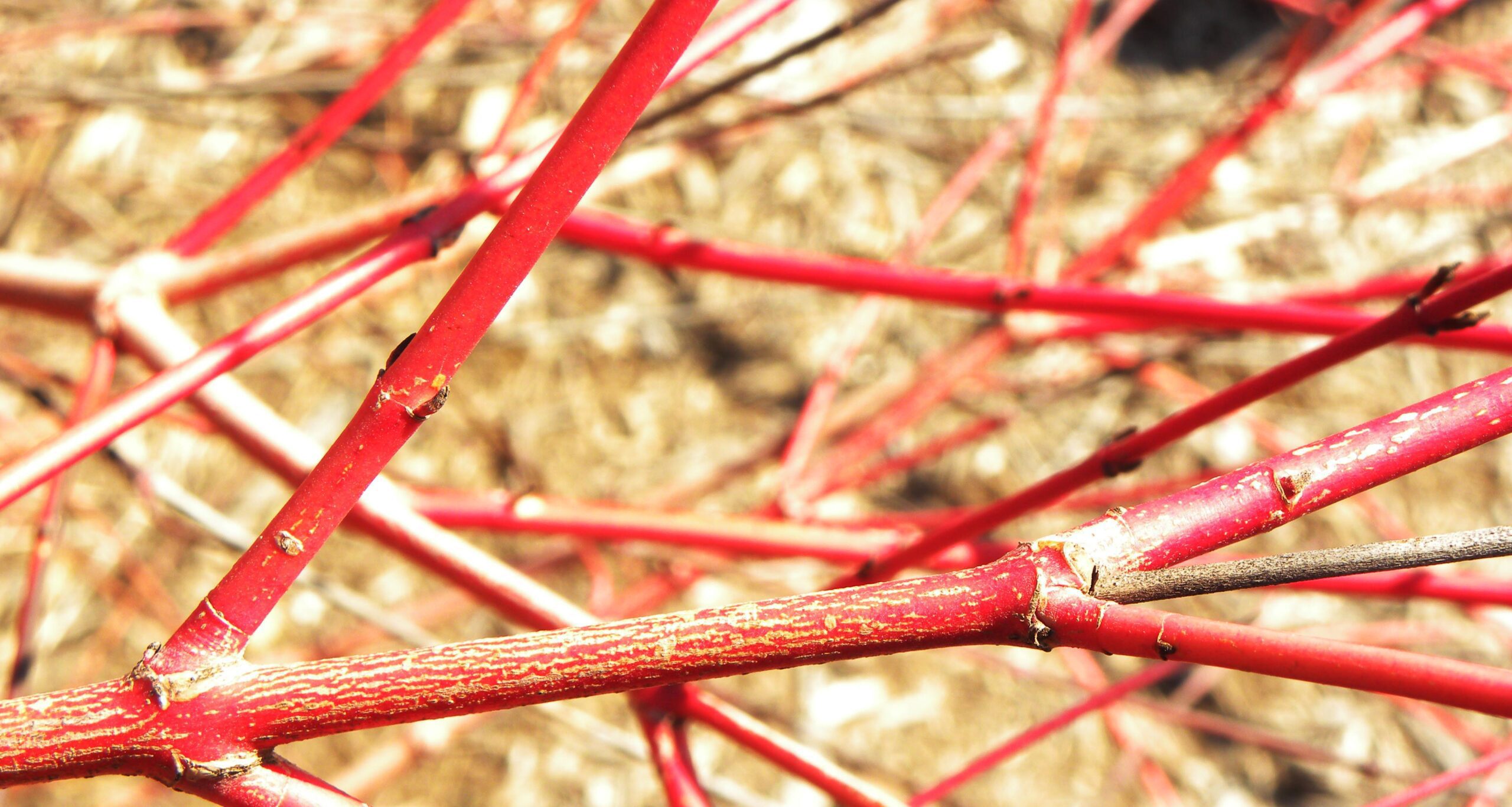 Cornus sanguinea ‘Cato’ [sold as Arctic Sun™] – Purdue Arboretum Explorer