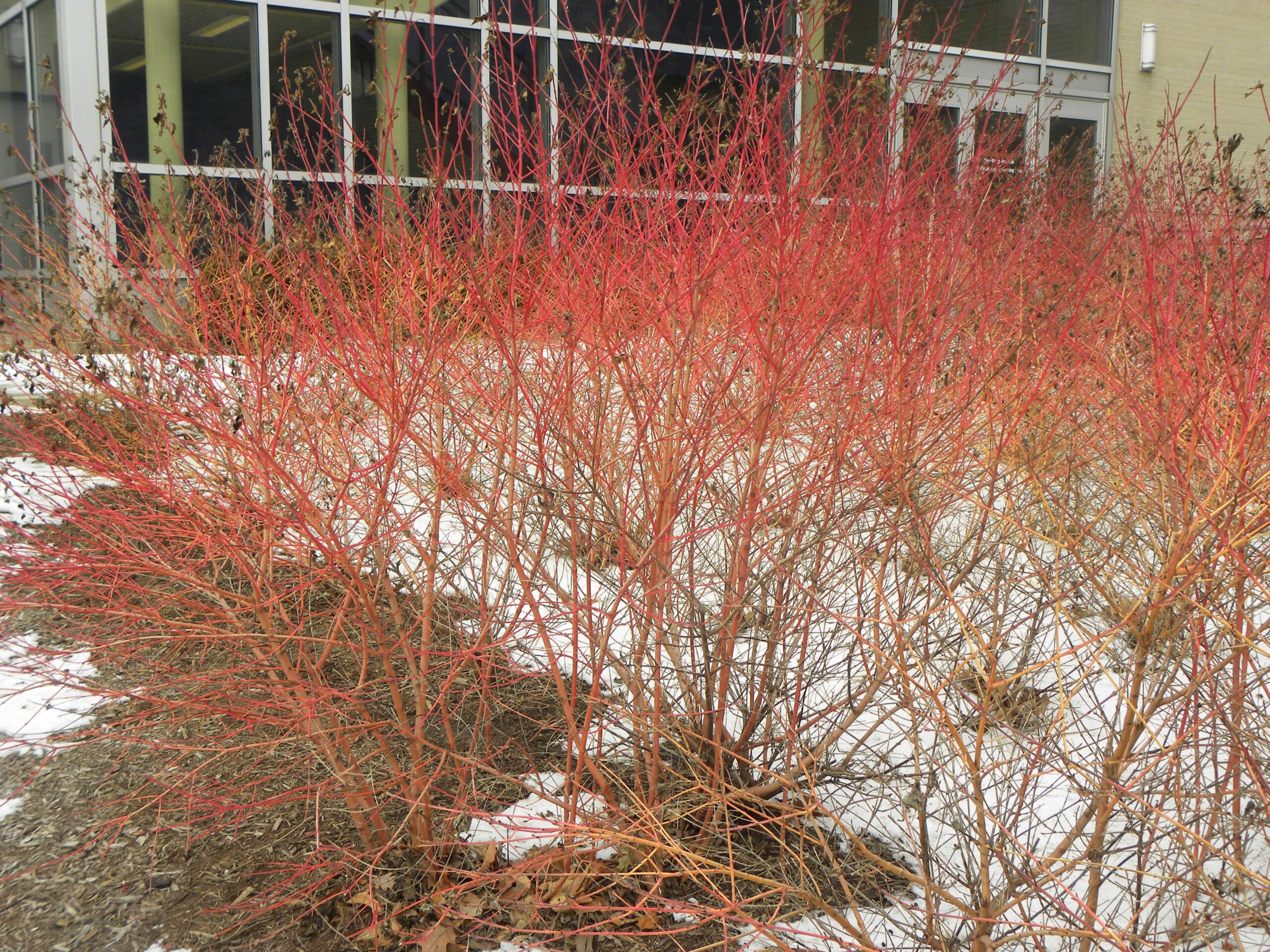 Cornus sanguinea ‘Cato’ [sold as Arctic Sun™] – Purdue Arboretum Explorer