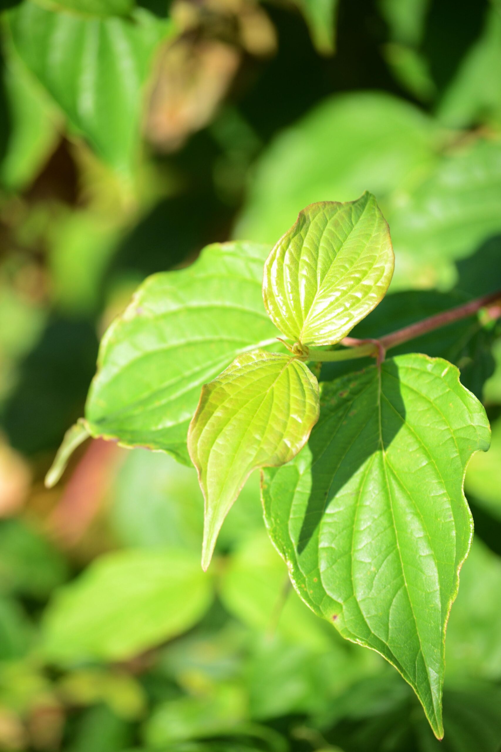 Cornus sanguinea ‘Cato’ [sold as Arctic Sun™] – Purdue Arboretum Explorer