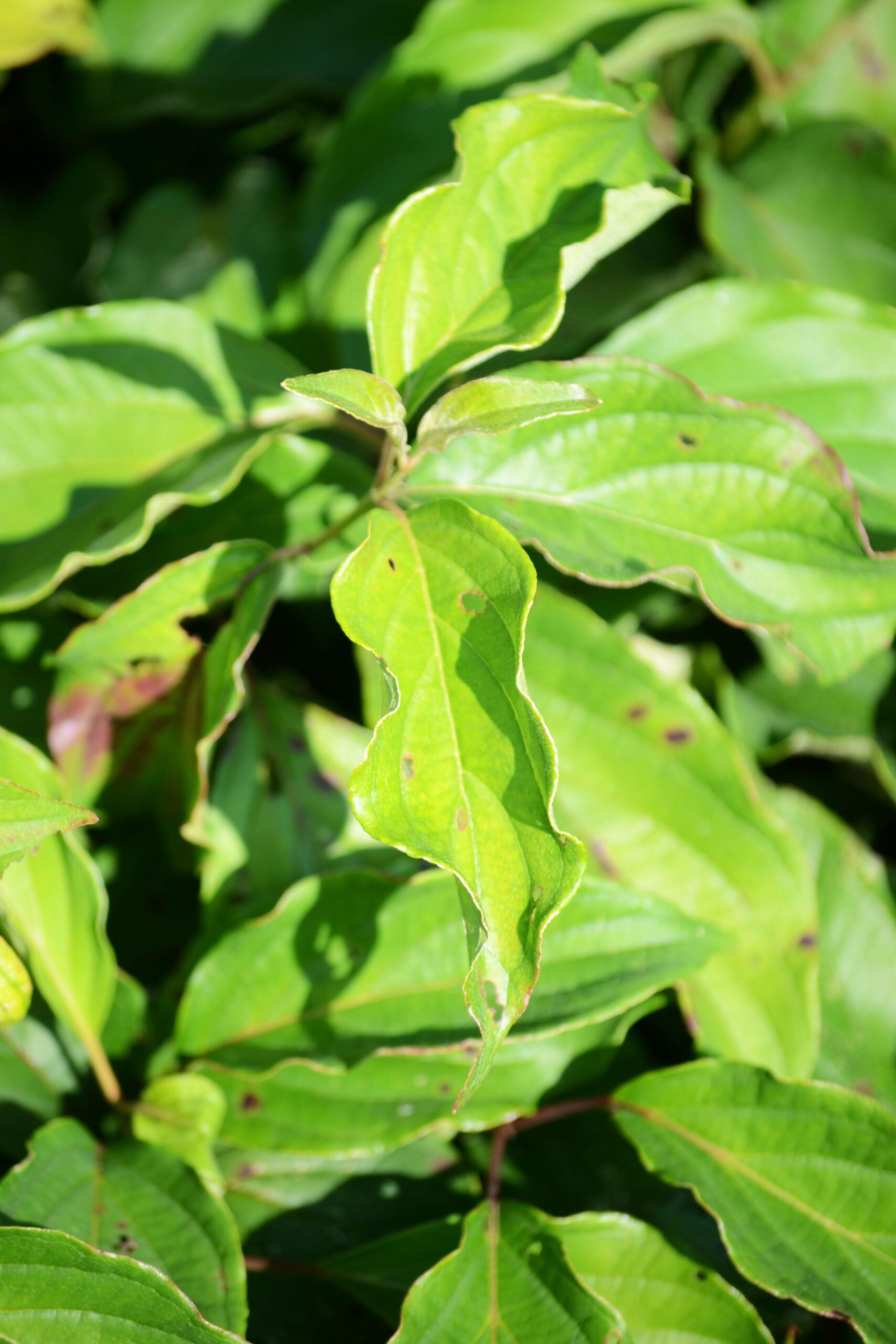 Cornus sericea ‘Kelseyi’ – Purdue Arboretum Explorer