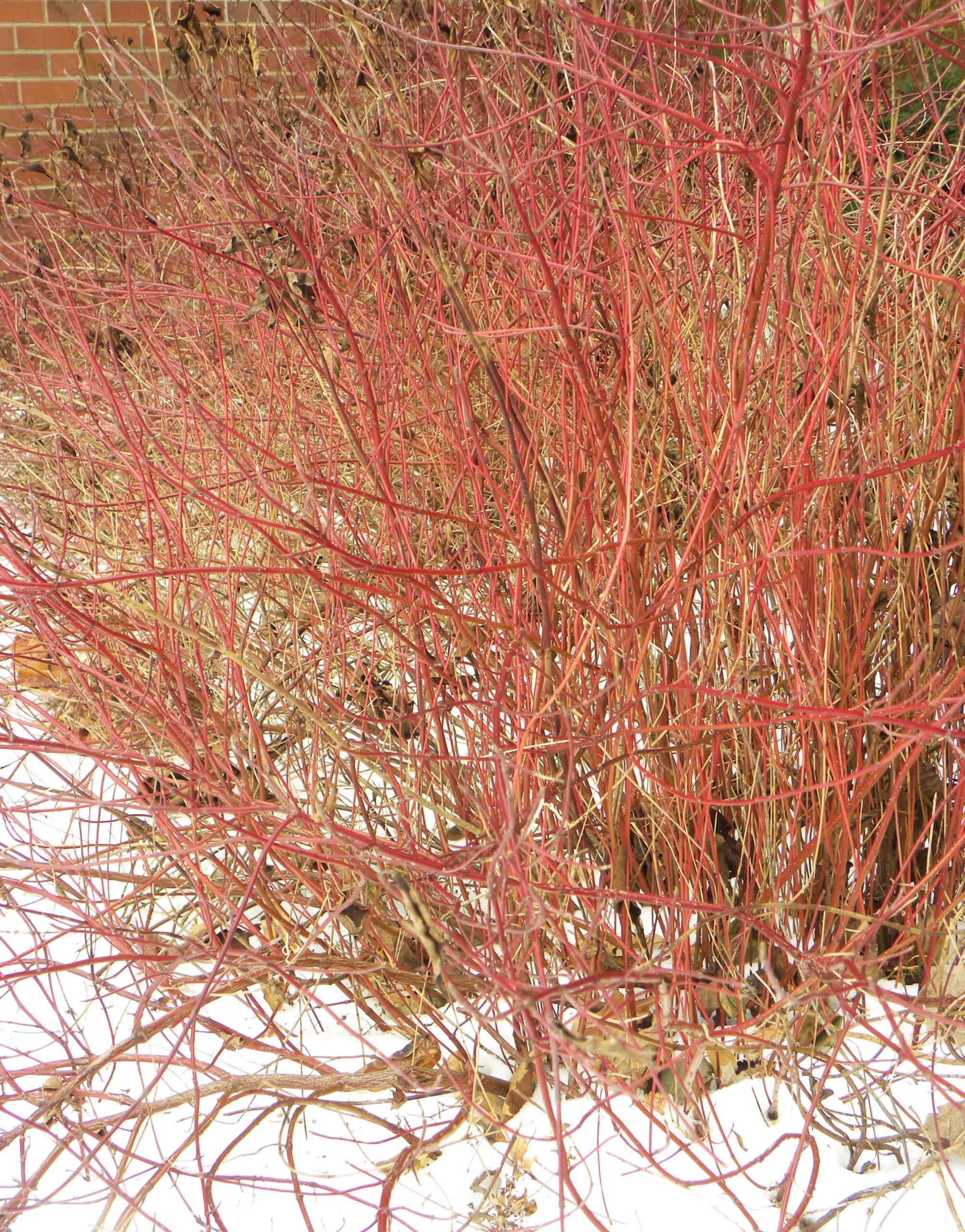 Cornus sericea ‘Kelseyi’ – Purdue Arboretum Explorer