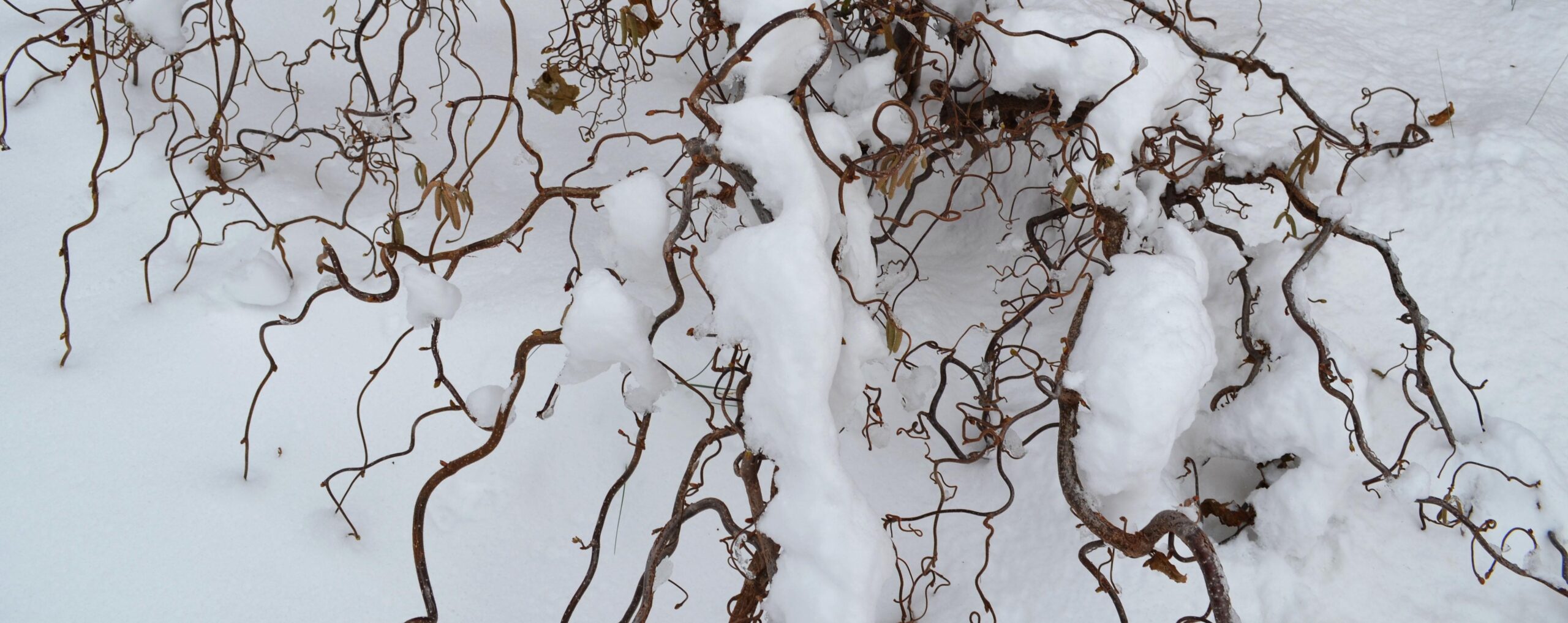 Corylus avellana ‘Contorta’ – Purdue Arboretum Explorer