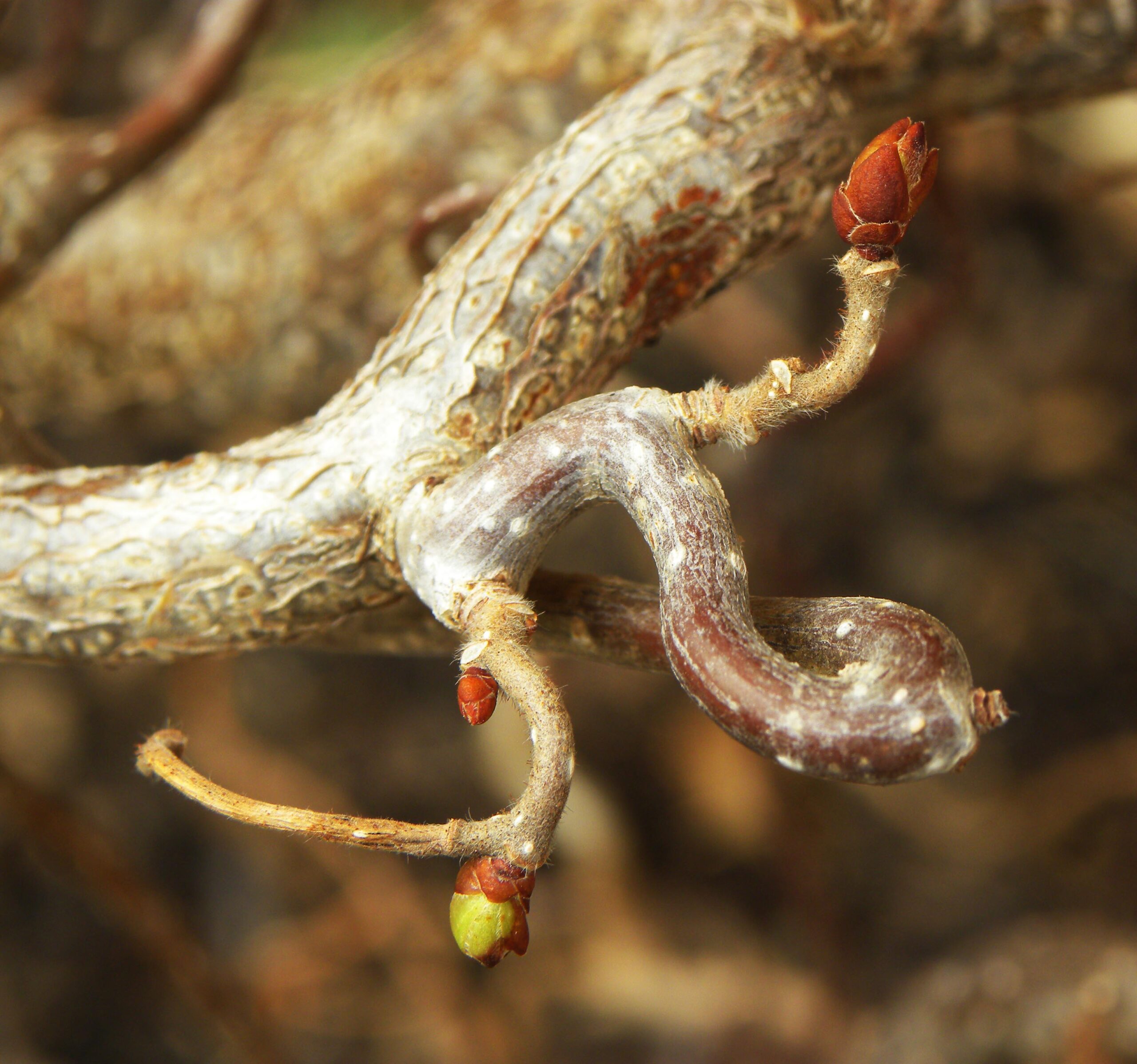 Corylus avellana ‘Contorta’ – Purdue Arboretum Explorer