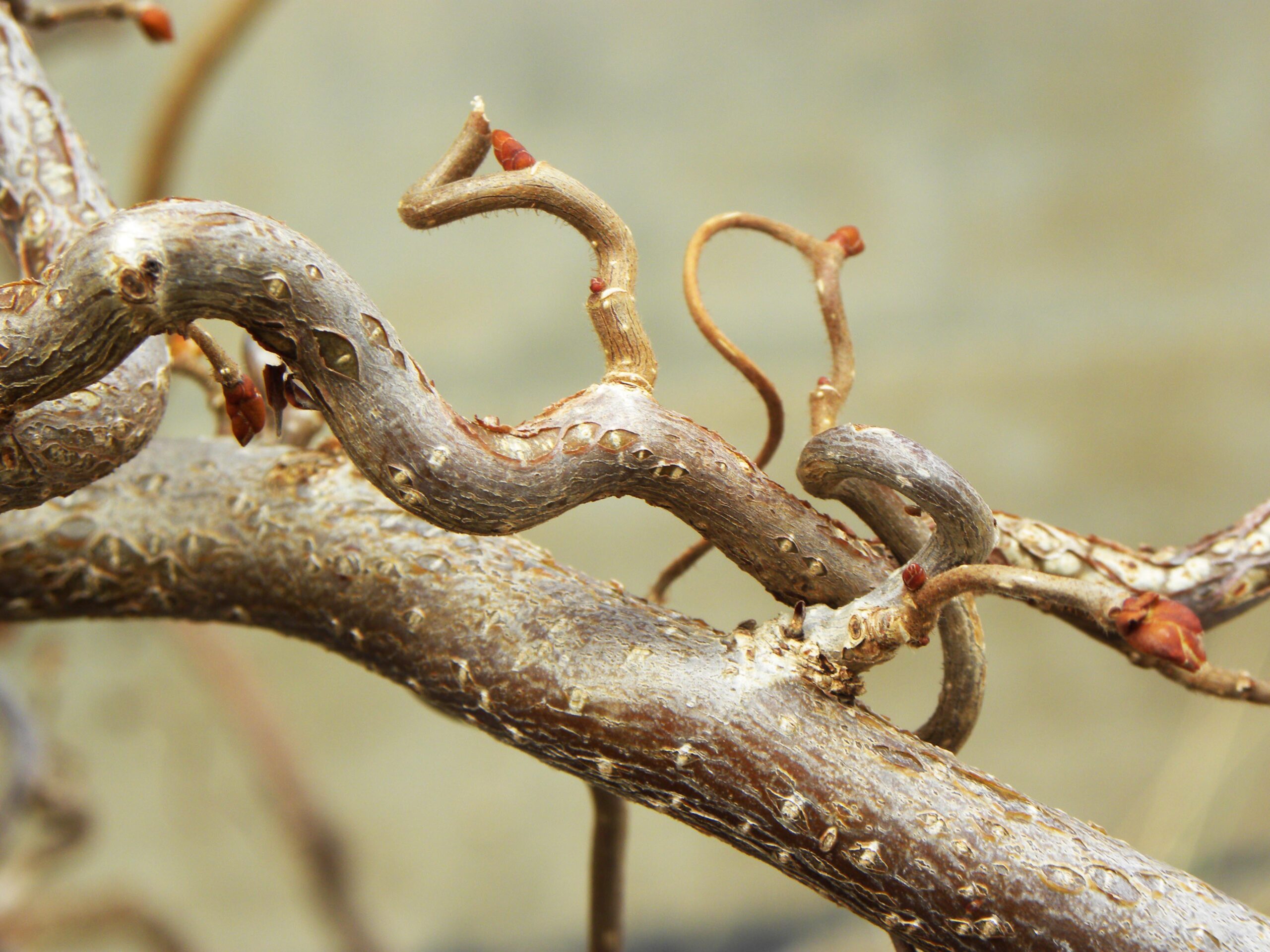 Corylus avellana ‘Contorta’ – Purdue Arboretum Explorer