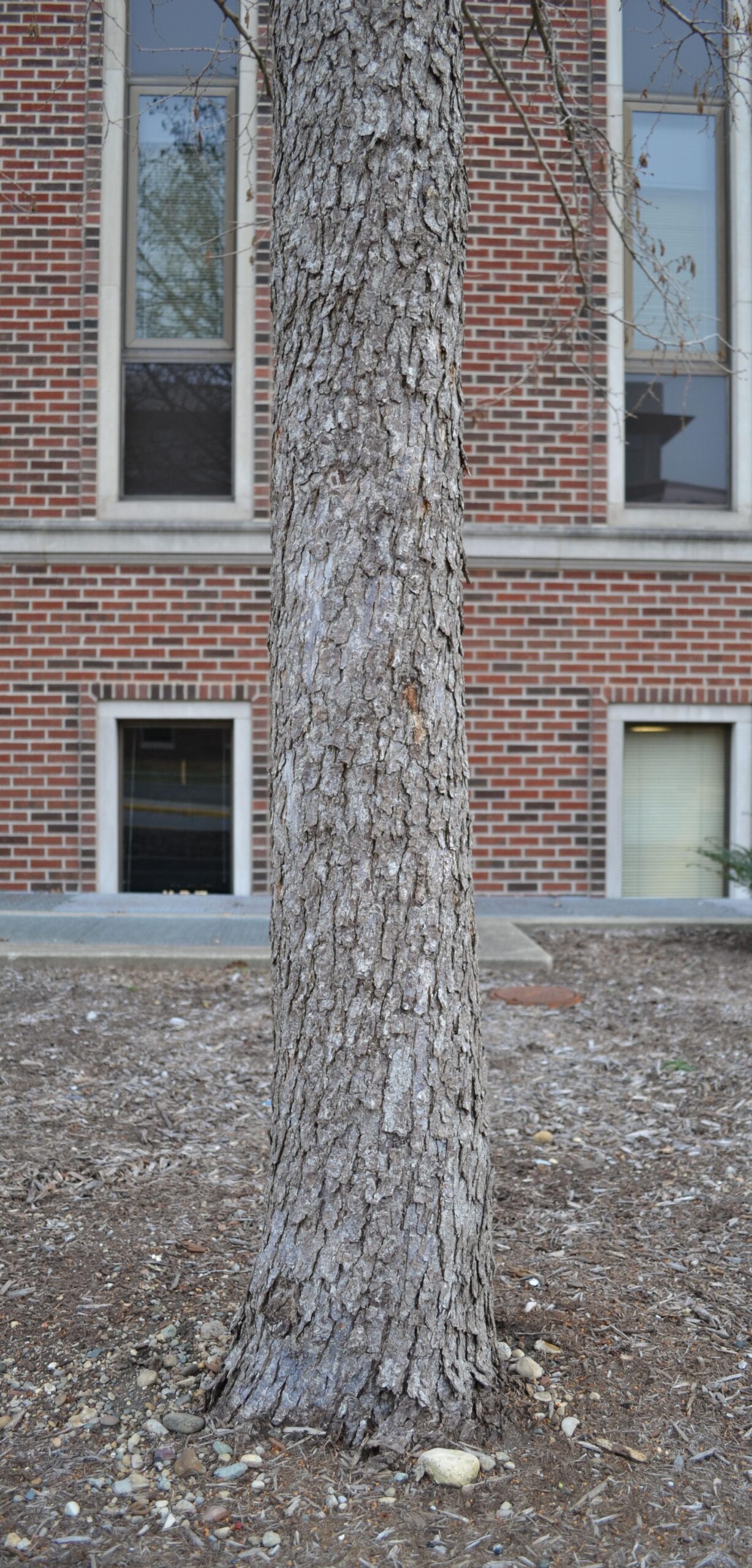 Corylus colurna – Purdue Arboretum Explorer