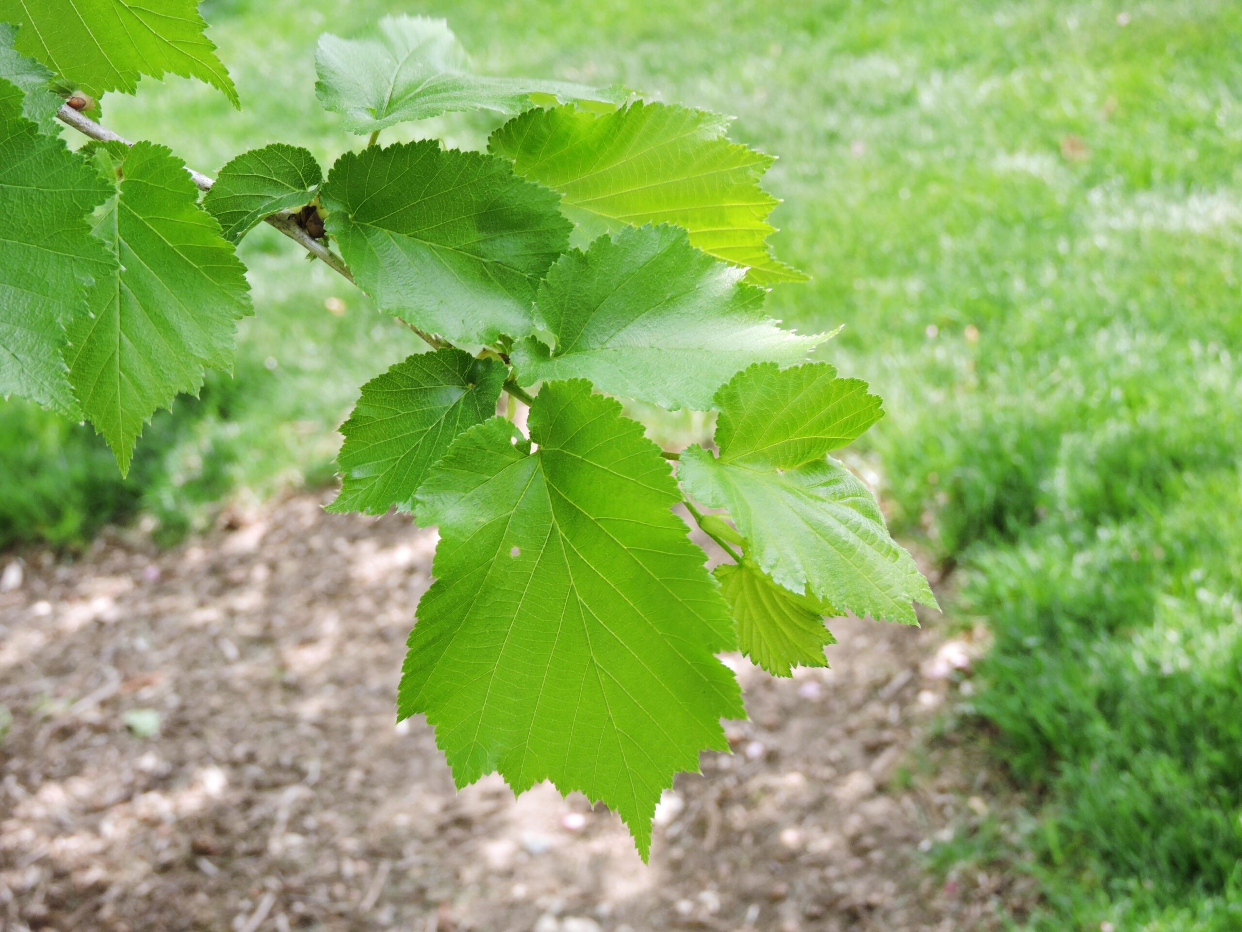 Corylus colurna – Purdue Arboretum Explorer
