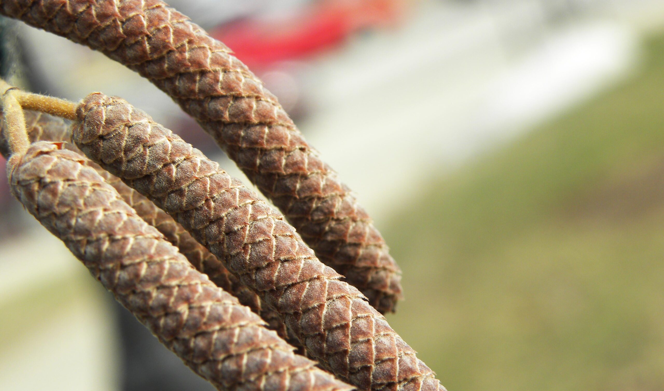 Corylus colurna – Purdue Arboretum Explorer