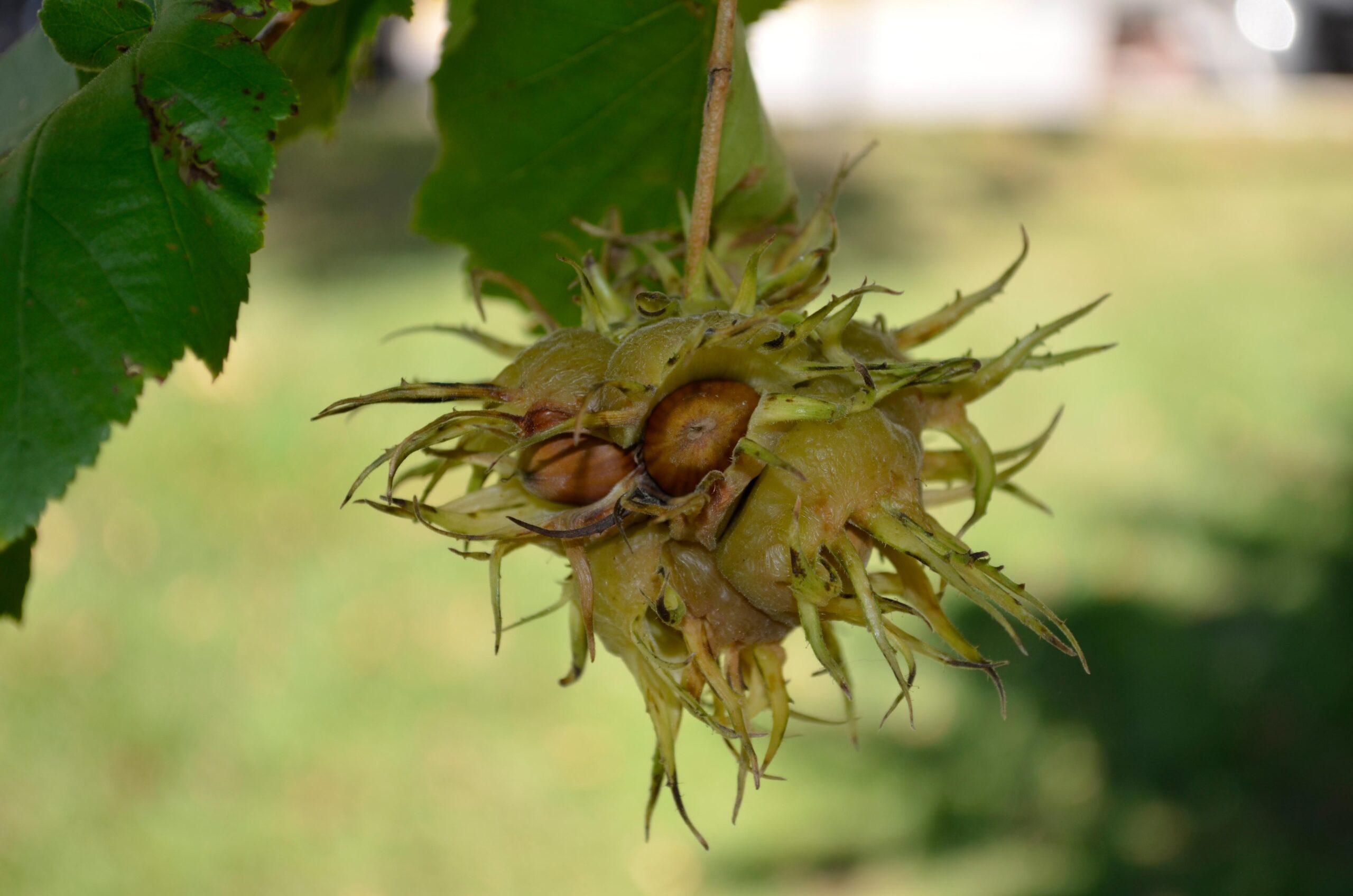Corylus colurna – Purdue Arboretum Explorer