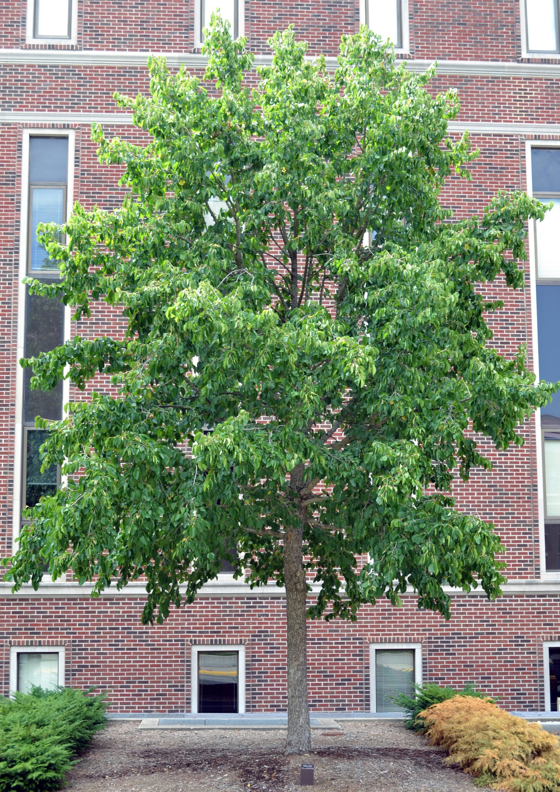 Corylus colurna – Purdue Arboretum Explorer