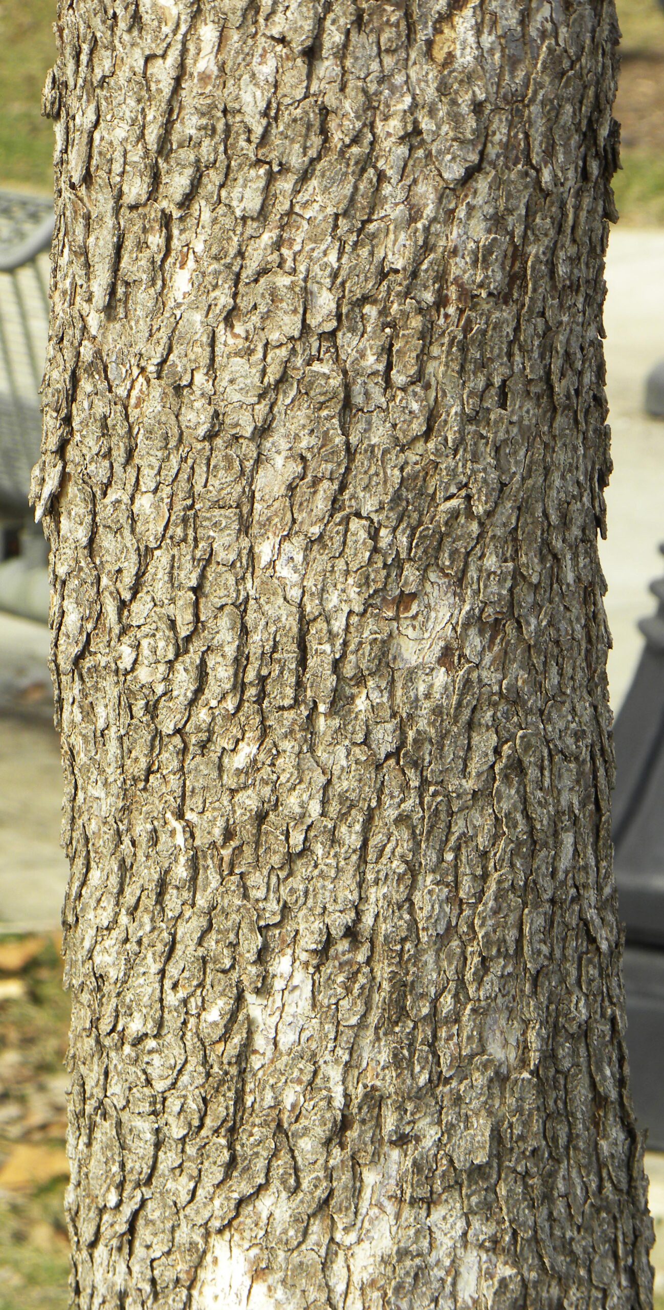 Corylus colurna – Purdue Arboretum Explorer