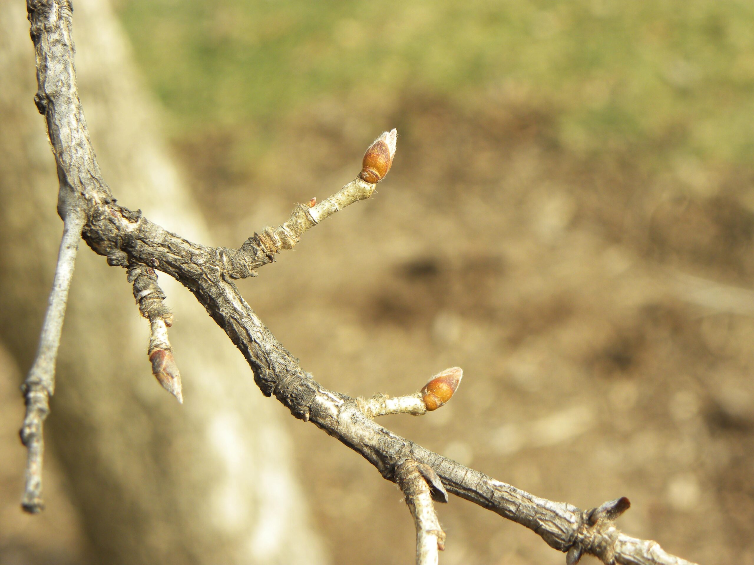 Corylus colurna – Purdue Arboretum Explorer