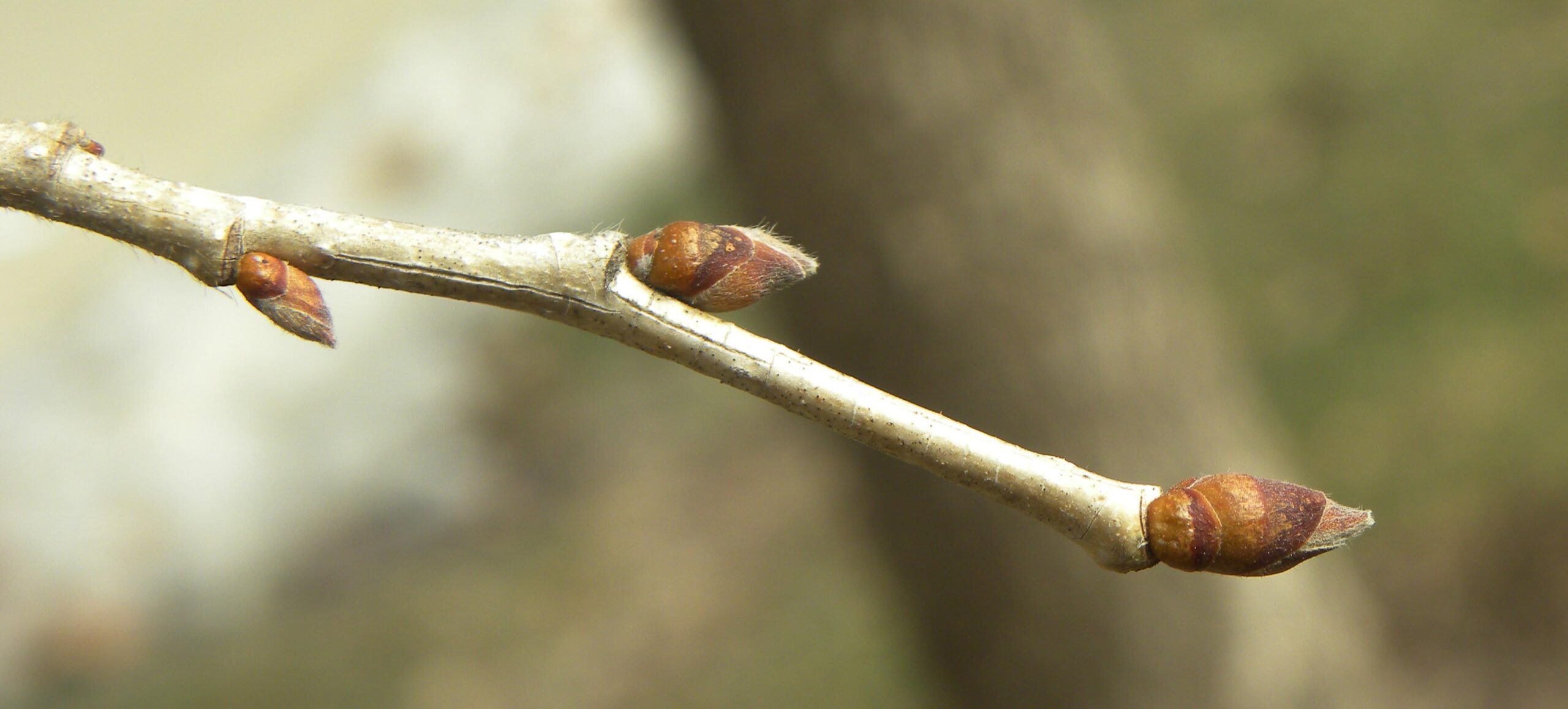 Corylus colurna – Purdue Arboretum Explorer