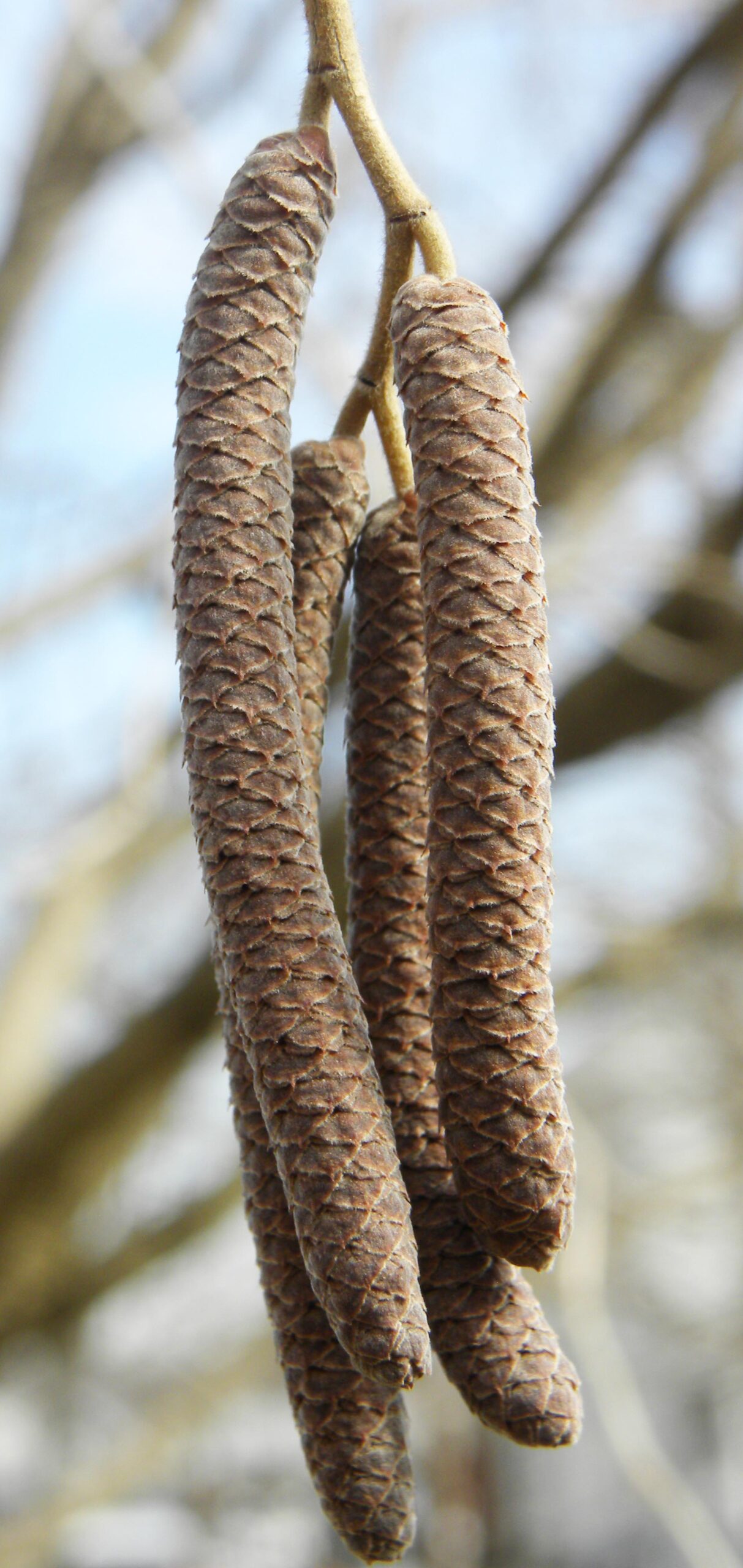 Corylus colurna – Purdue Arboretum Explorer