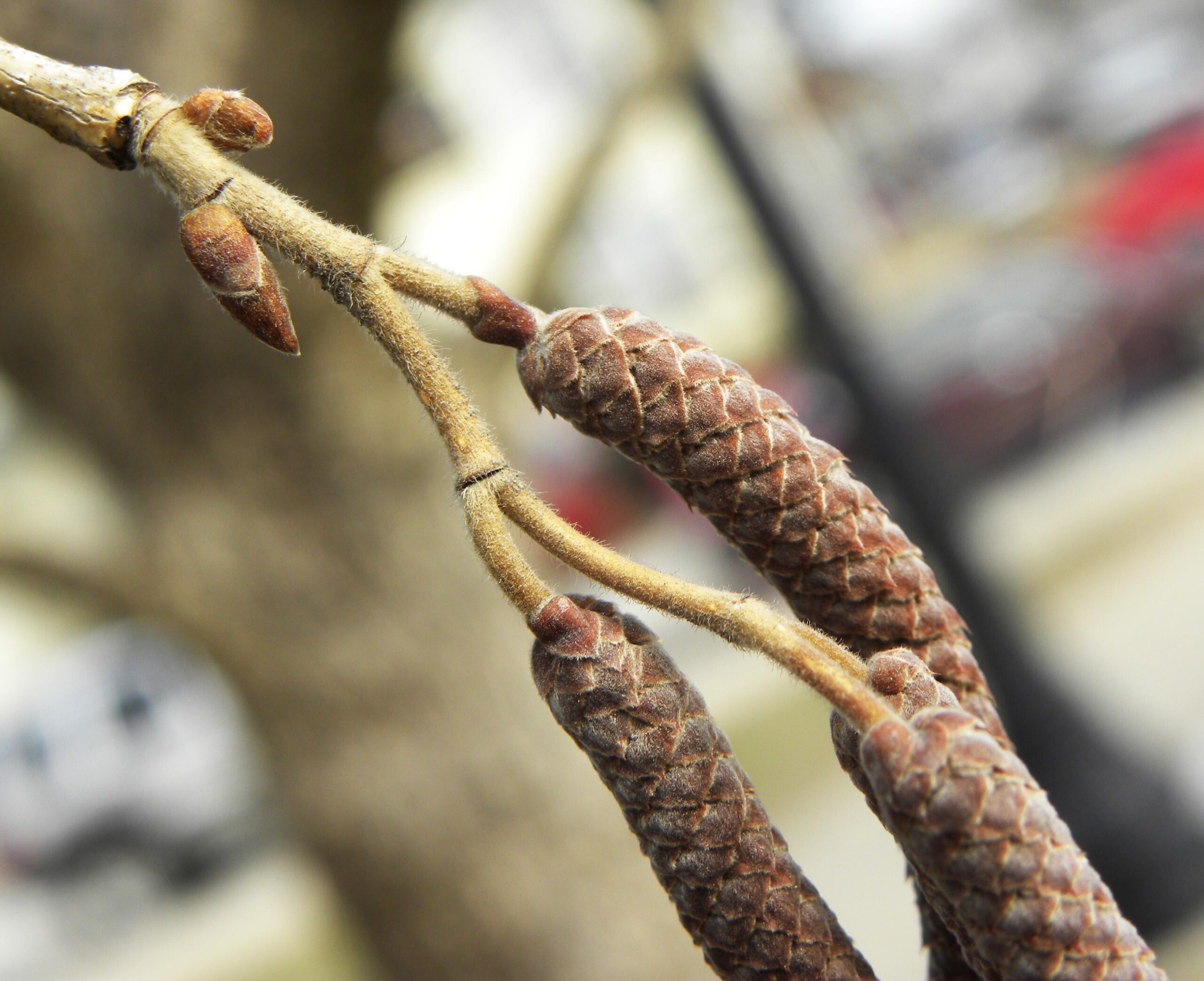 Corylus colurna – Purdue Arboretum Explorer