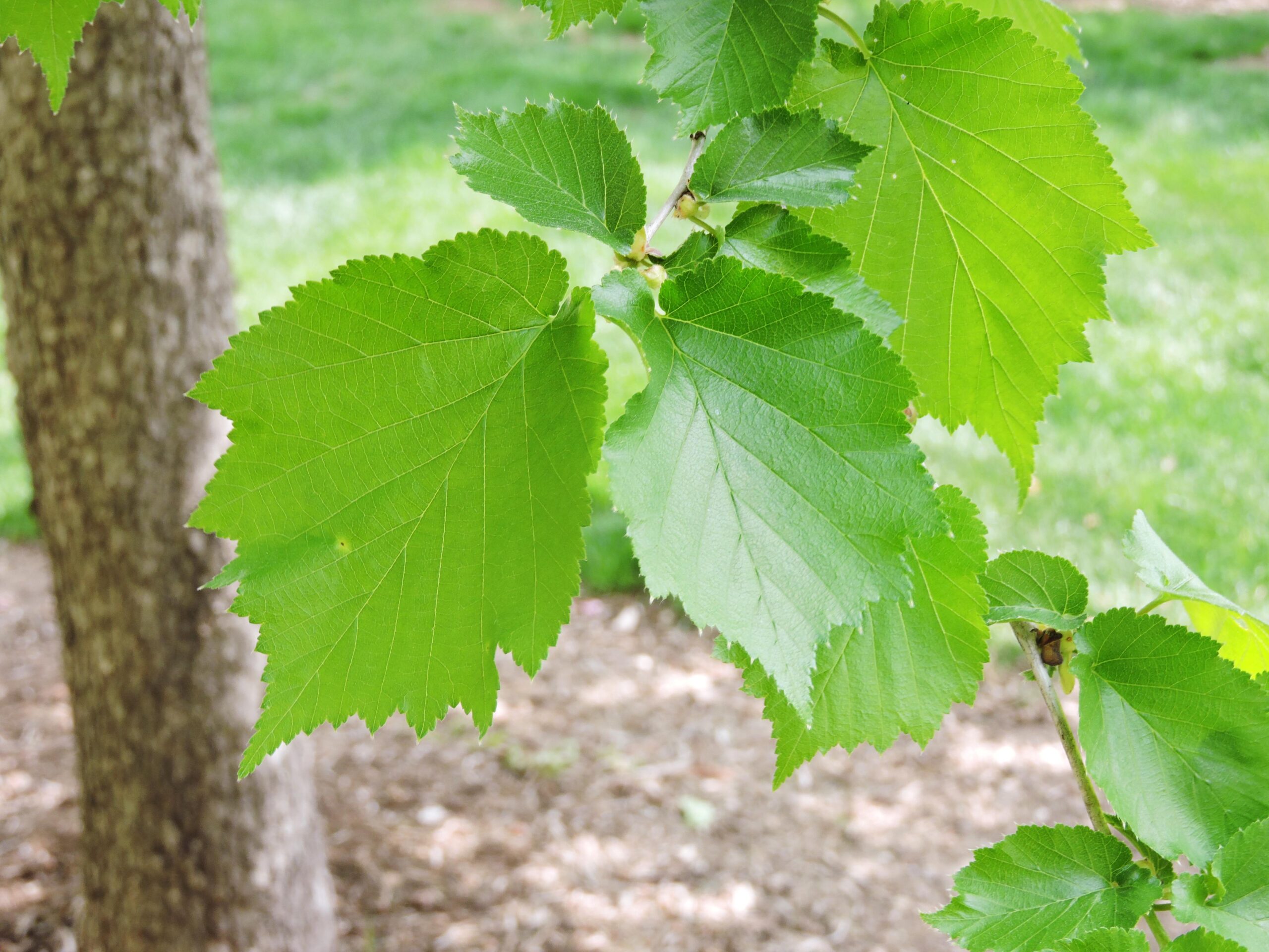 Corylus colurna – Purdue Arboretum Explorer