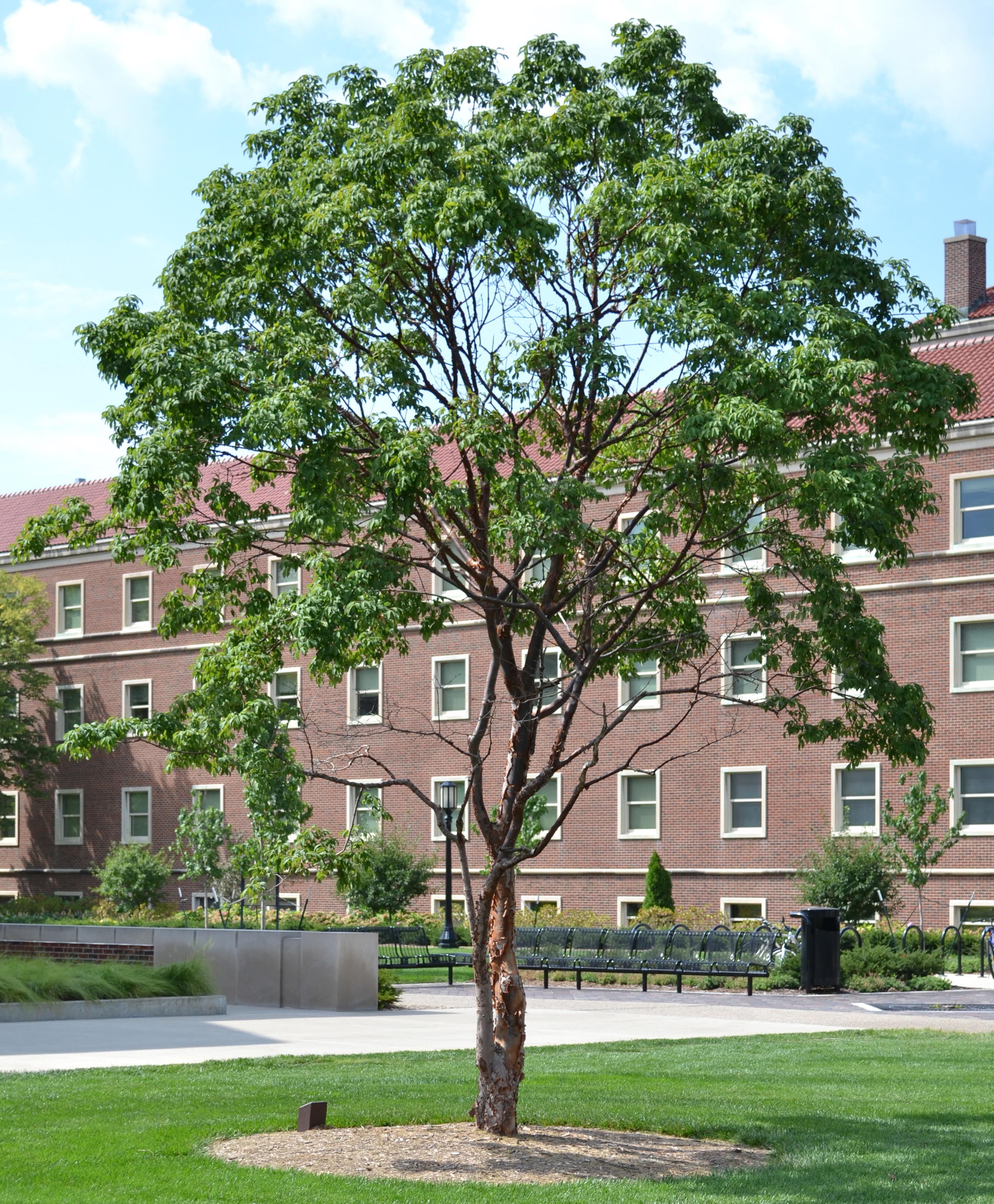 Acer griseum – Purdue Arboretum Explorer
