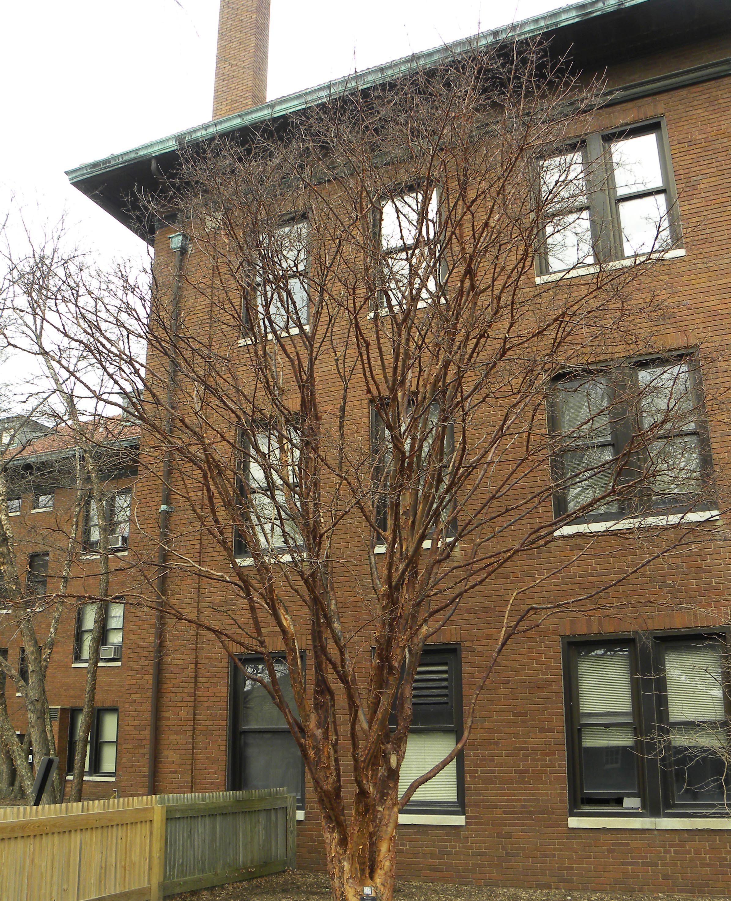 Acer griseum – Purdue Arboretum Explorer