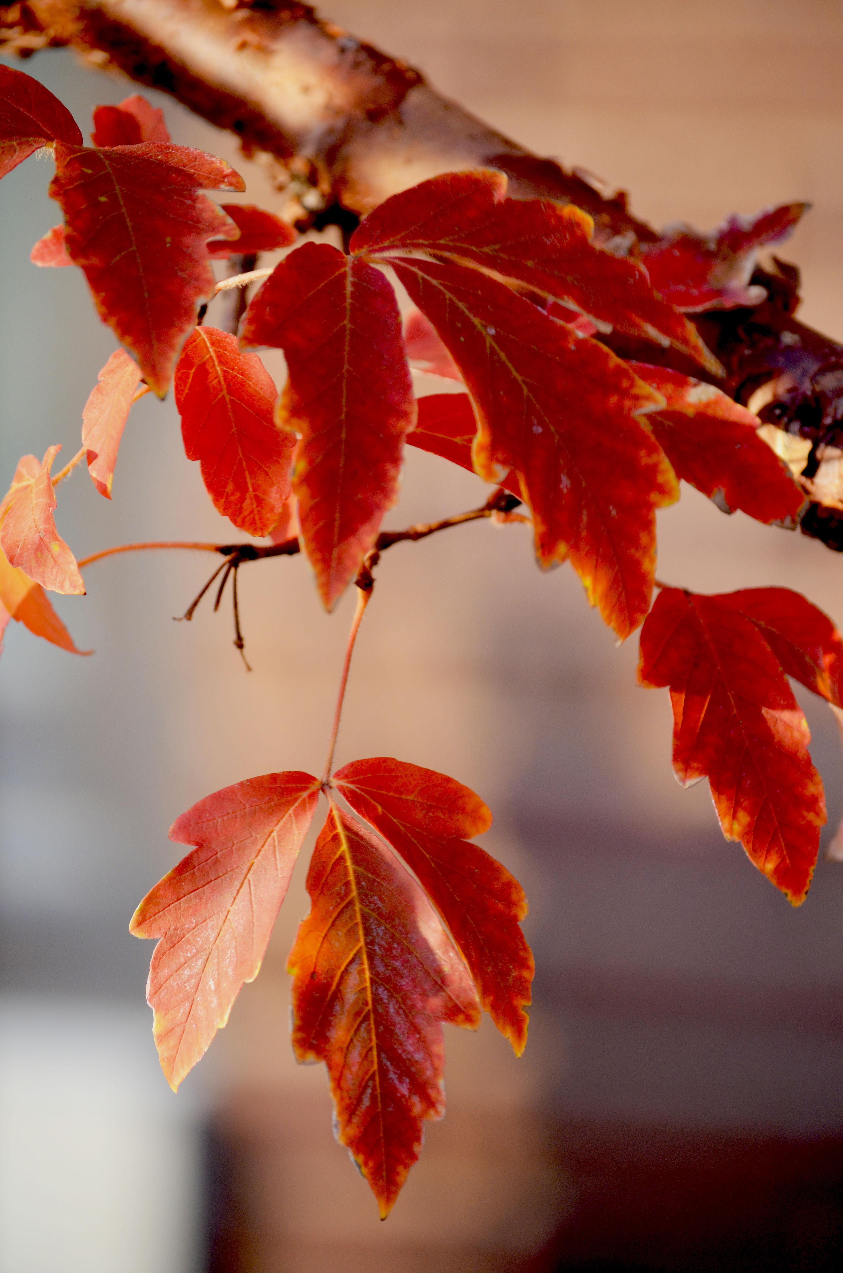 Acer griseum – Purdue Arboretum Explorer
