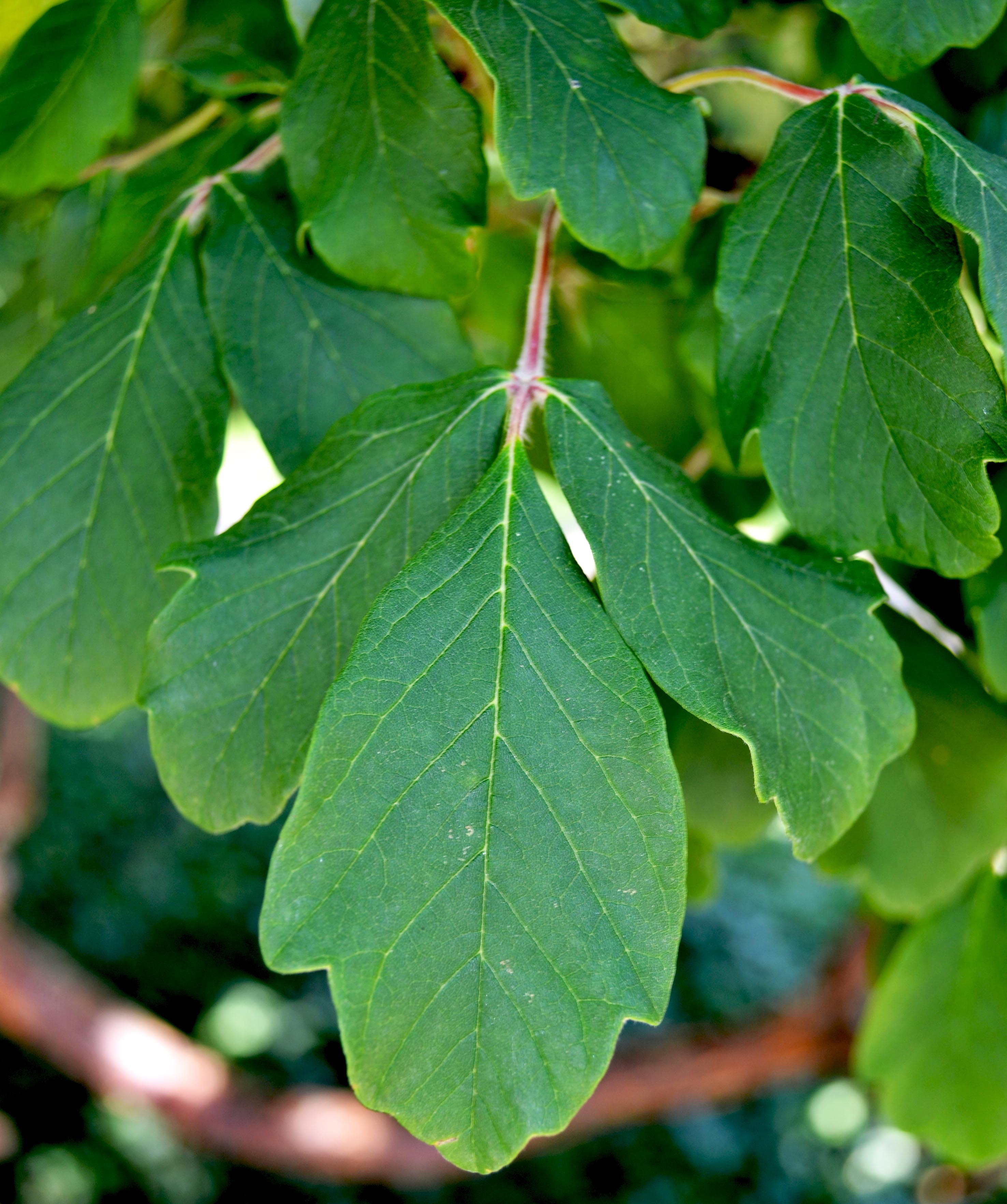 Acer griseum – Purdue Arboretum Explorer