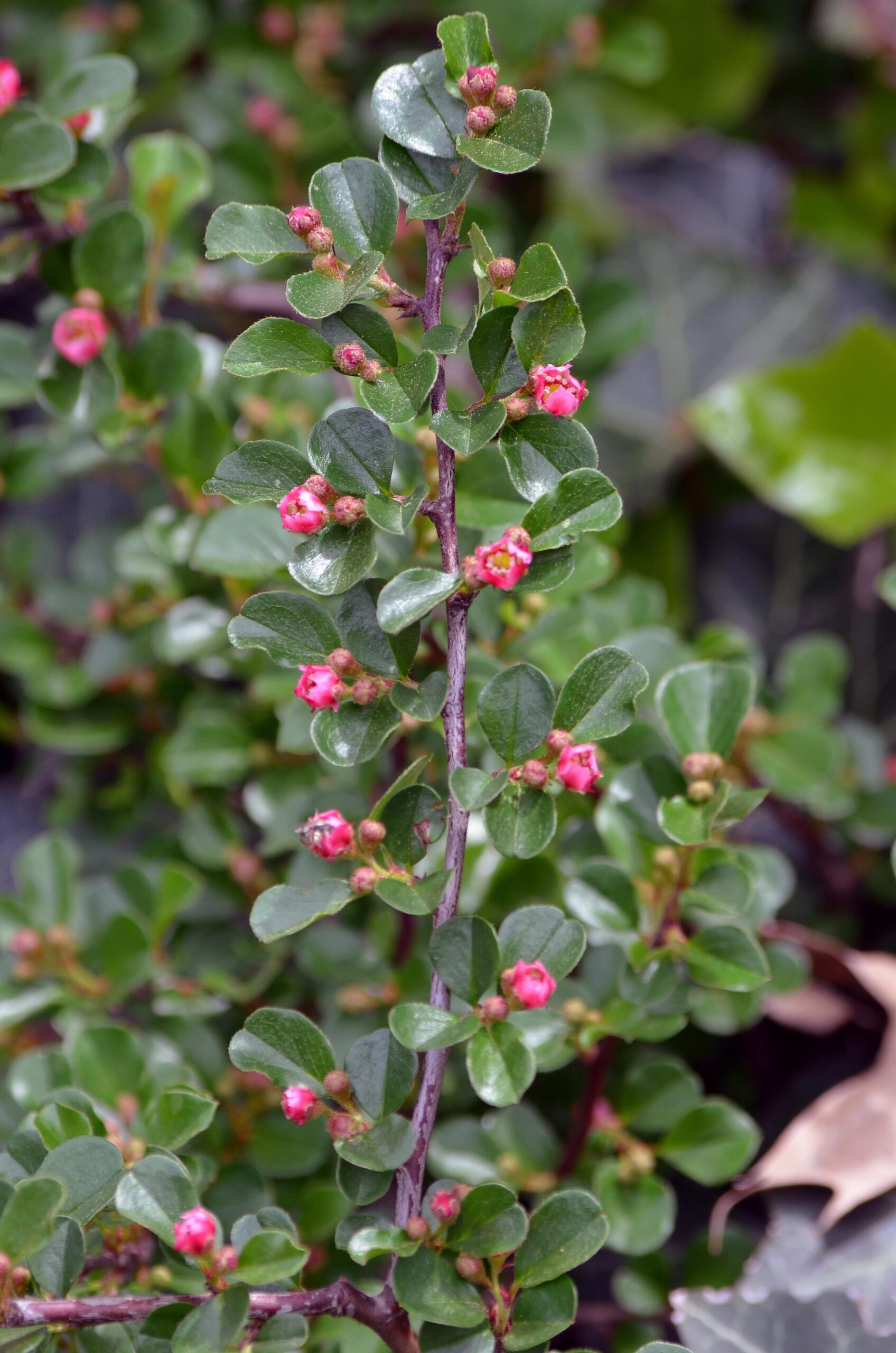 Cotoneaster apiculatus – Purdue Arboretum Explorer