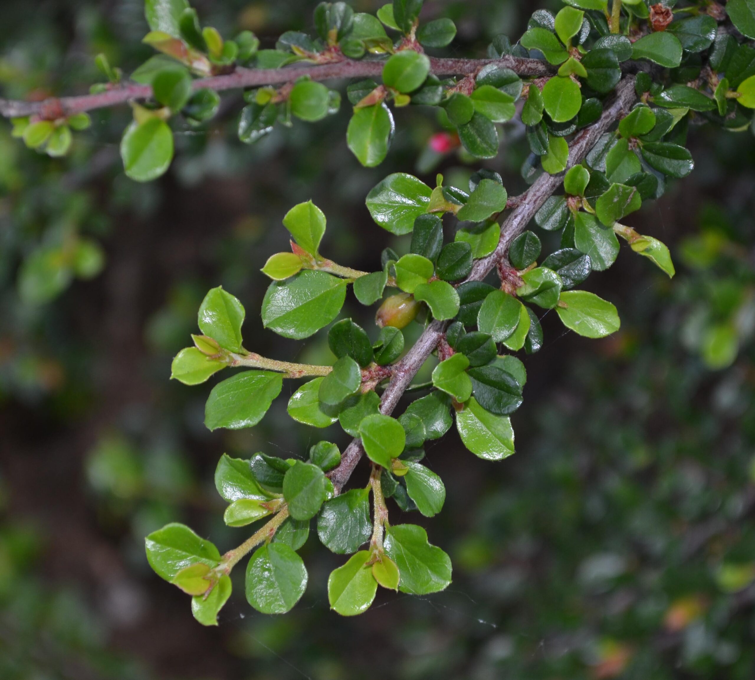 Cotoneaster horizontalis – Purdue Arboretum Explorer