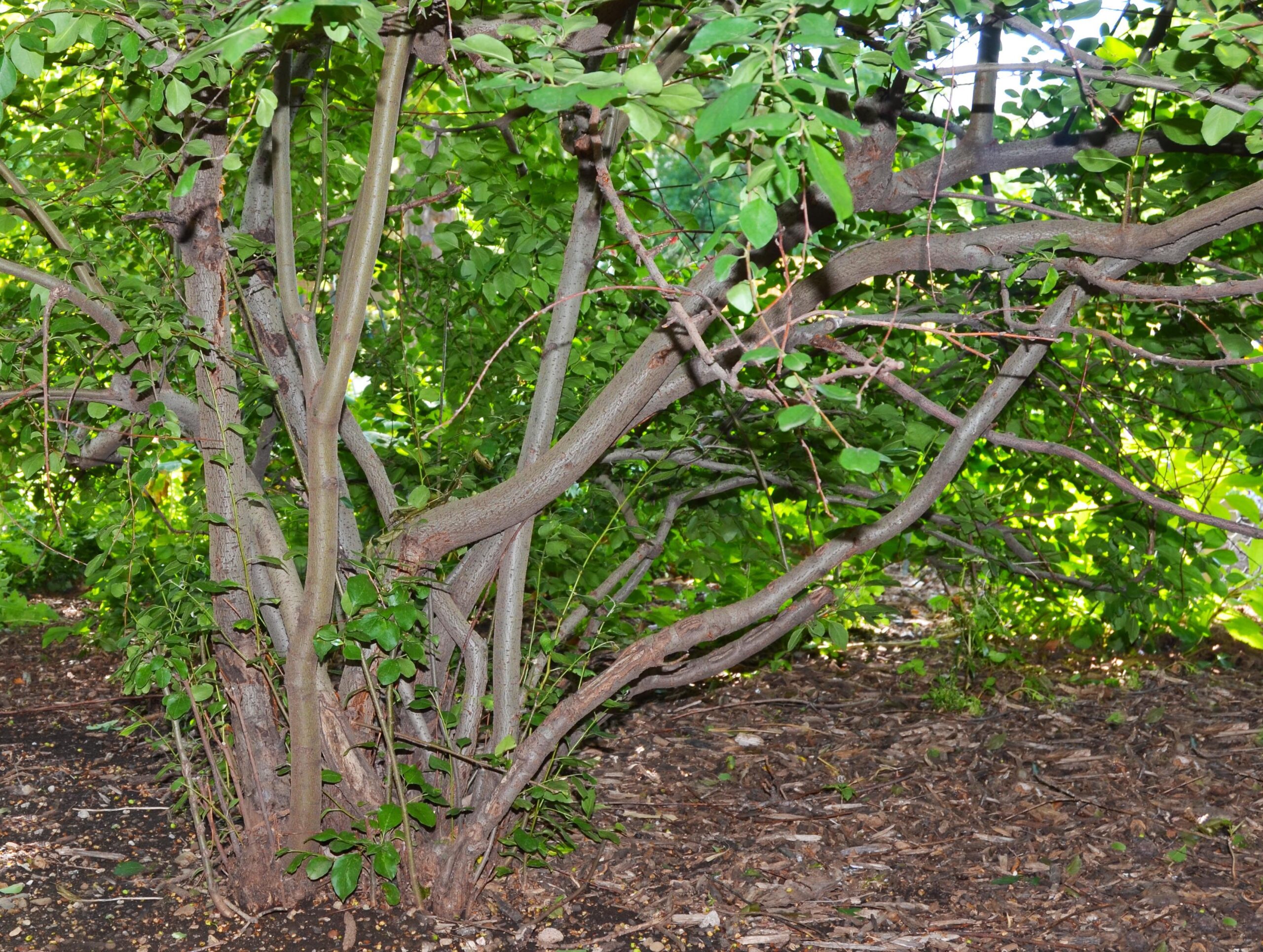 Cotoneaster multiflorus – Purdue Arboretum Explorer