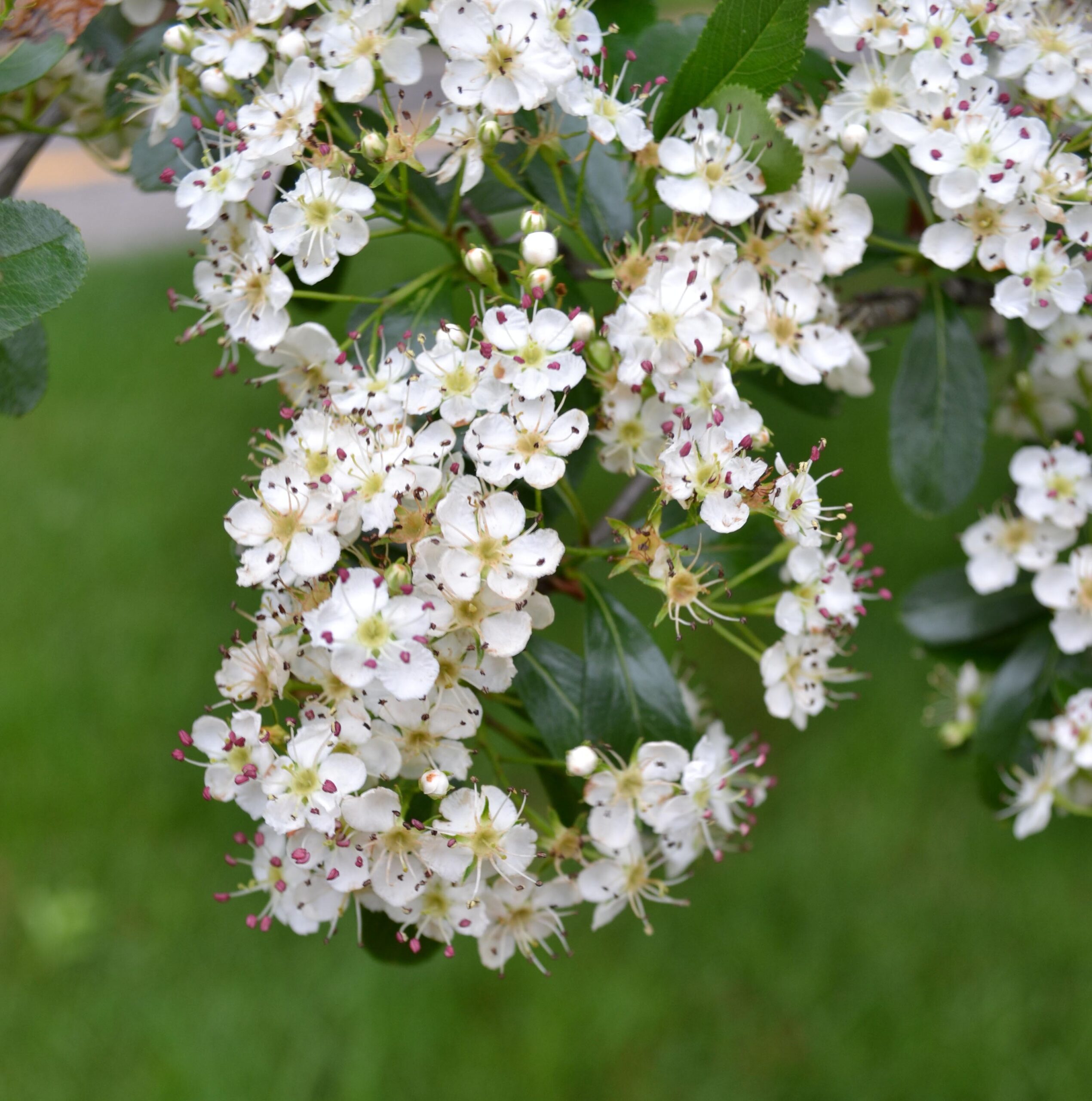 Crataegus crus-galli – Purdue Arboretum Explorer