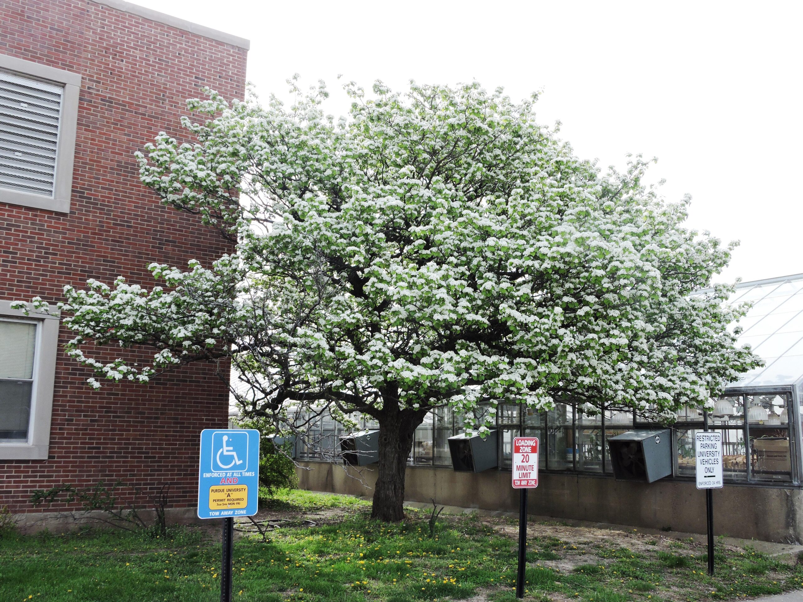 Crataegus mollis – Purdue Arboretum Explorer