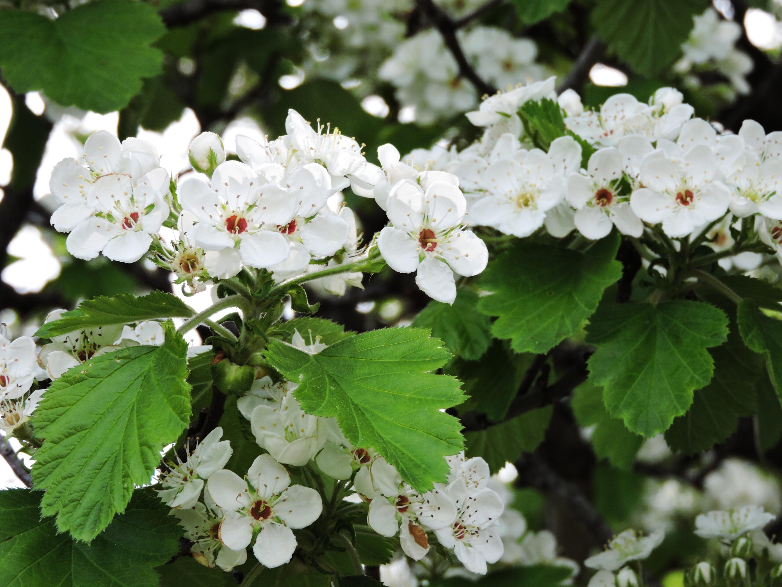 Crataegus mollis – Purdue Arboretum Explorer
