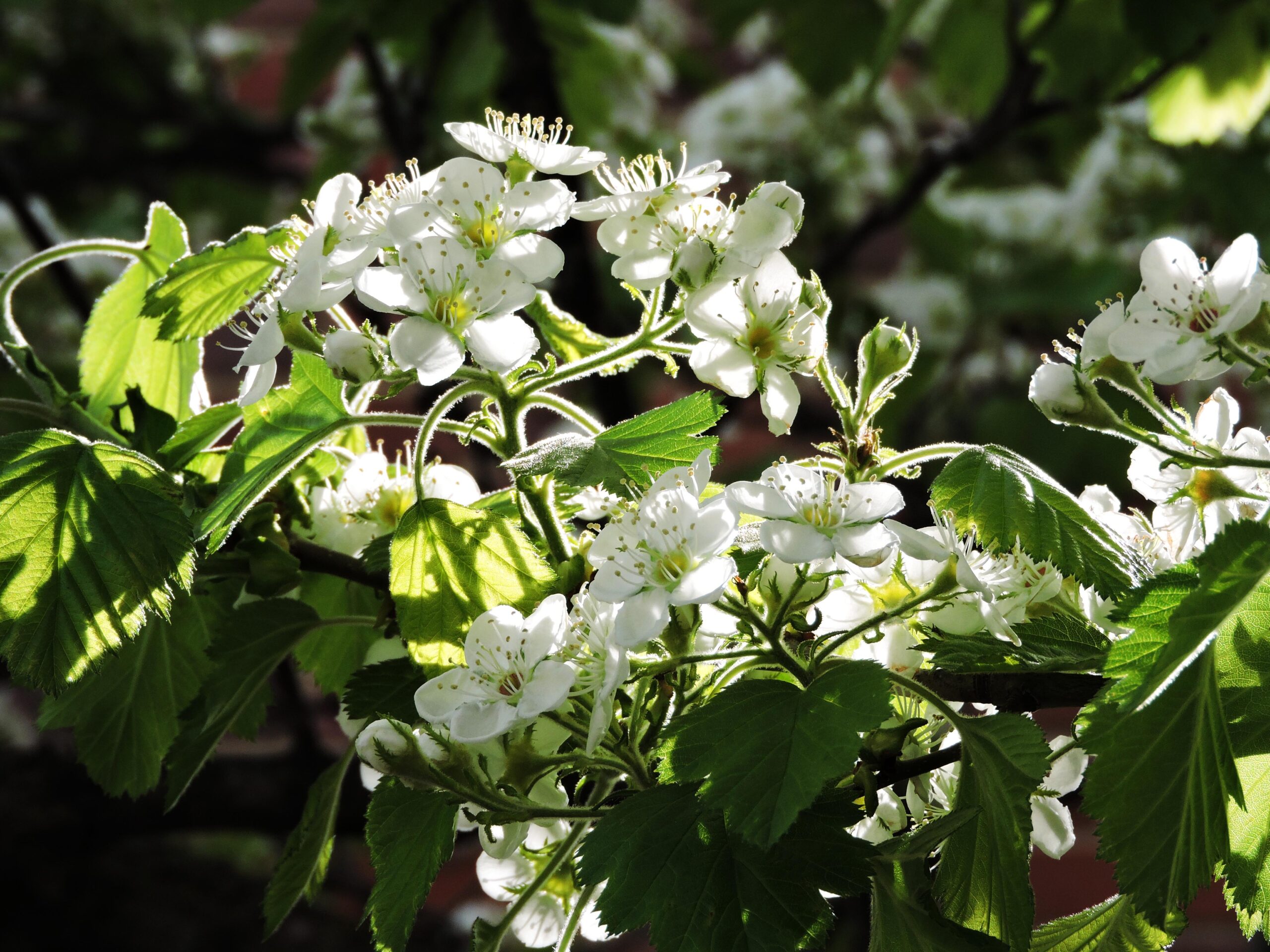 Crataegus mollis – Purdue Arboretum Explorer
