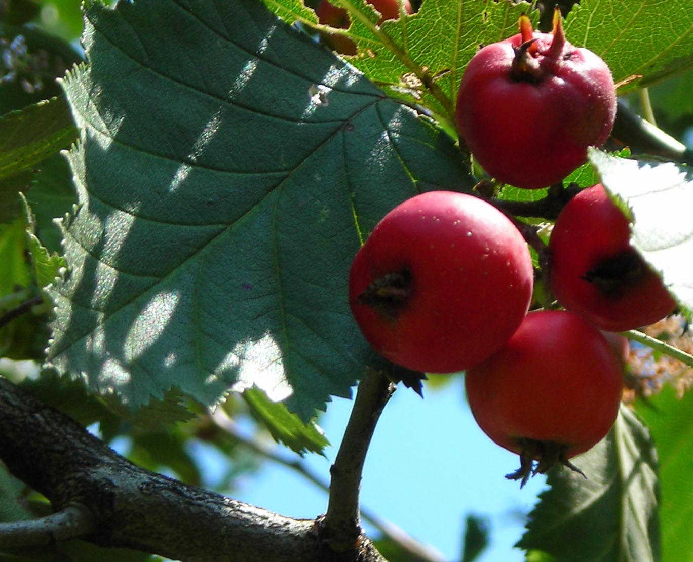 Crataegus mollis – Purdue Arboretum Explorer