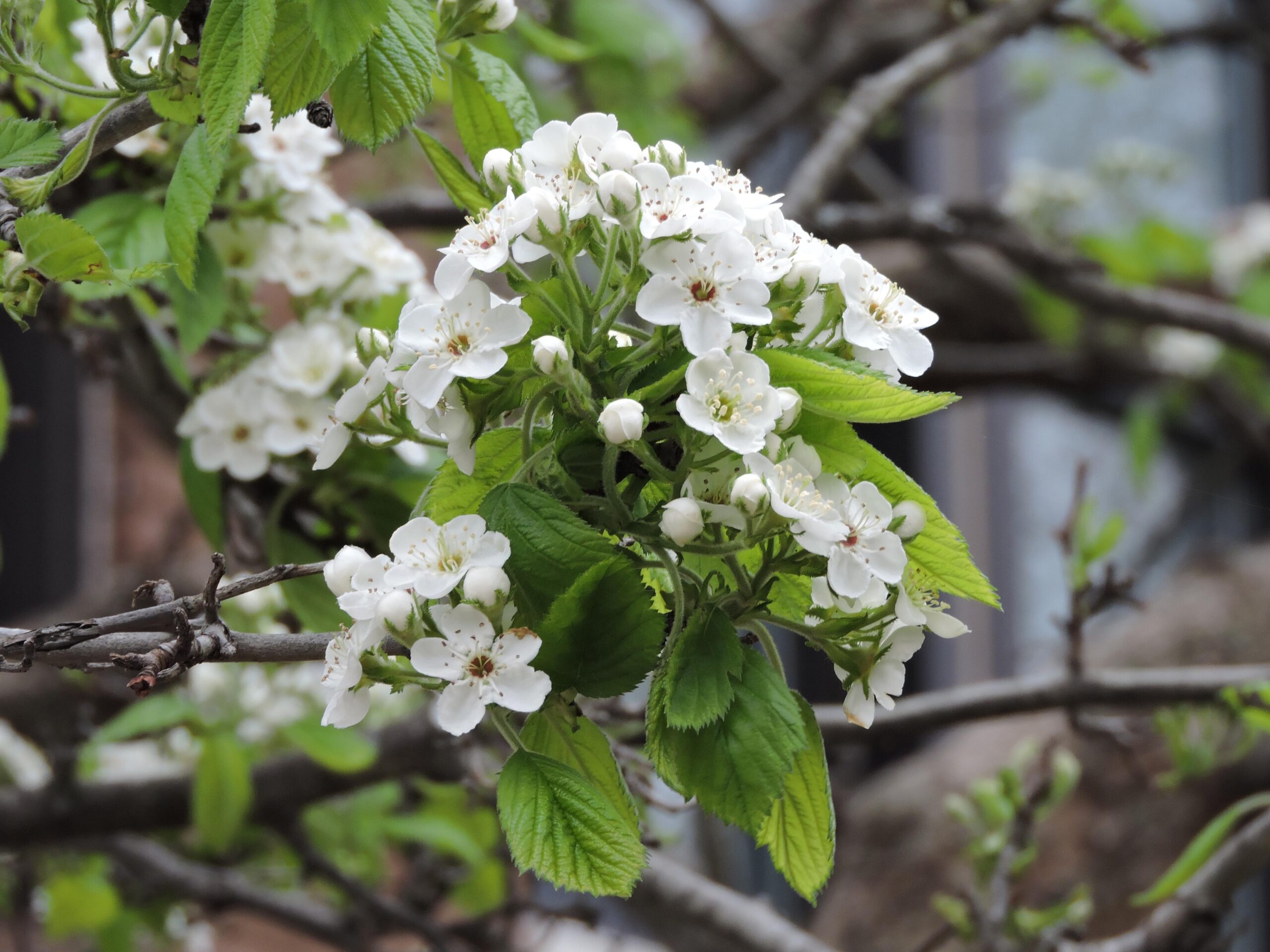 Crataegus mollis – Purdue Arboretum Explorer