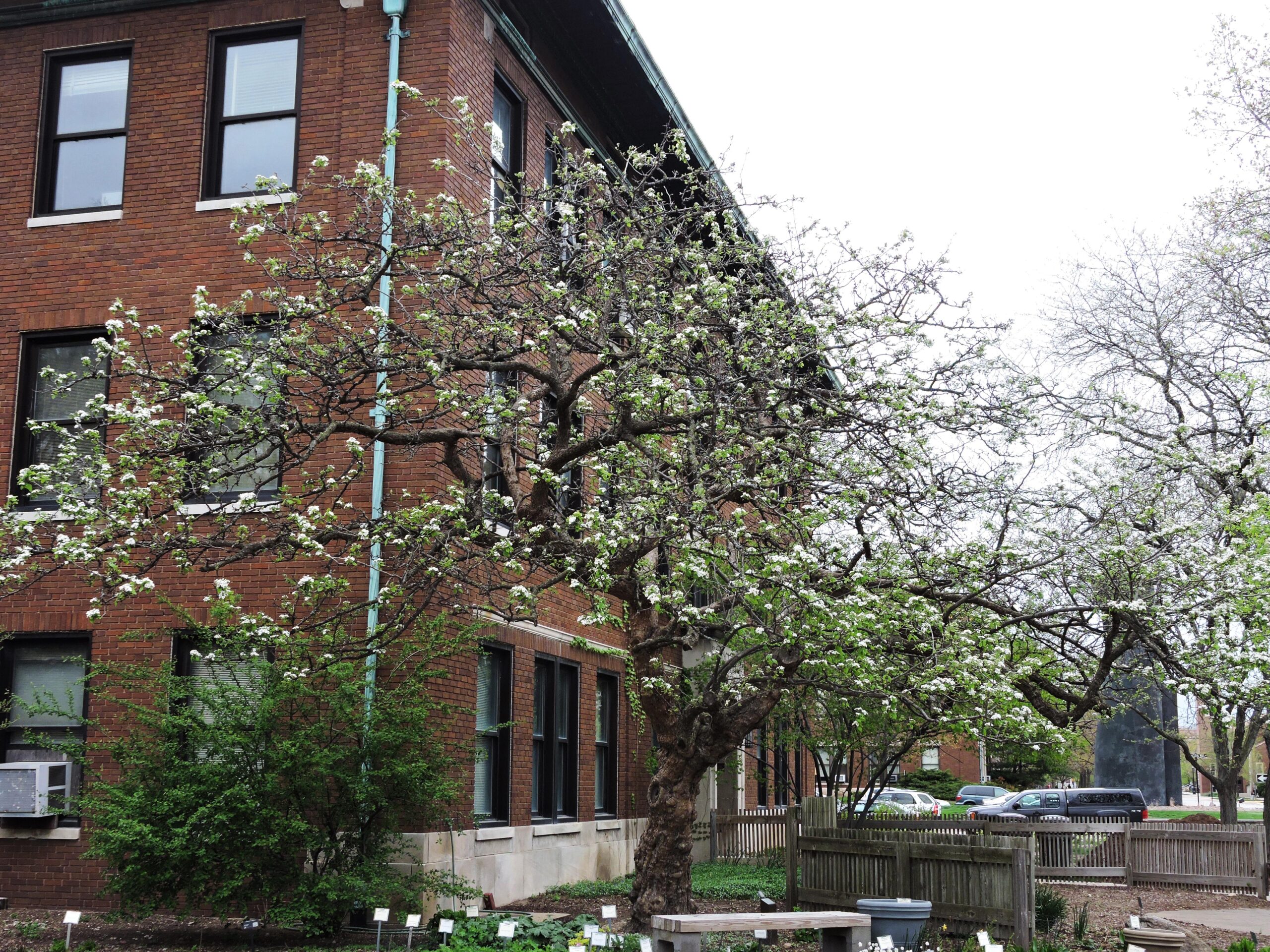 Crataegus mollis – Purdue Arboretum Explorer