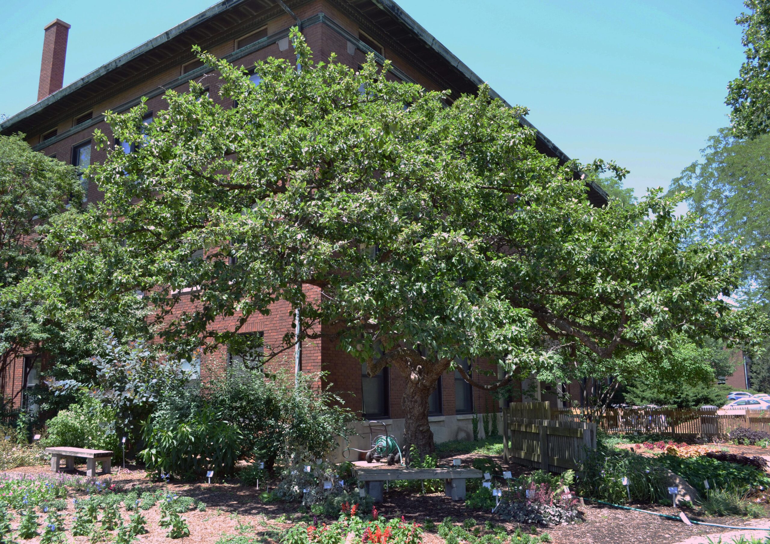 Crataegus mollis – Purdue Arboretum Explorer