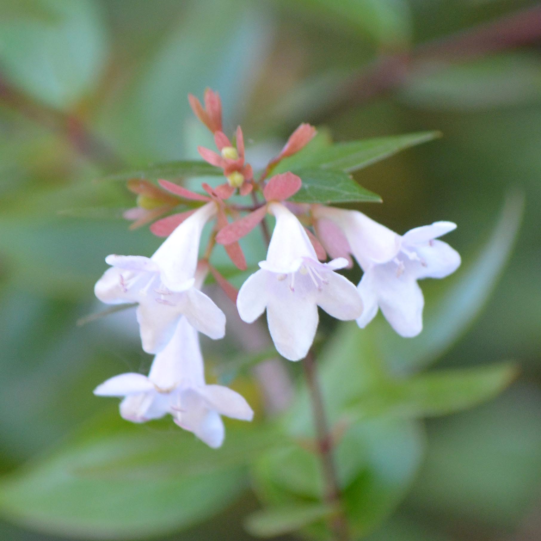 Abelia × grandiflora – Purdue Arboretum Explorer
