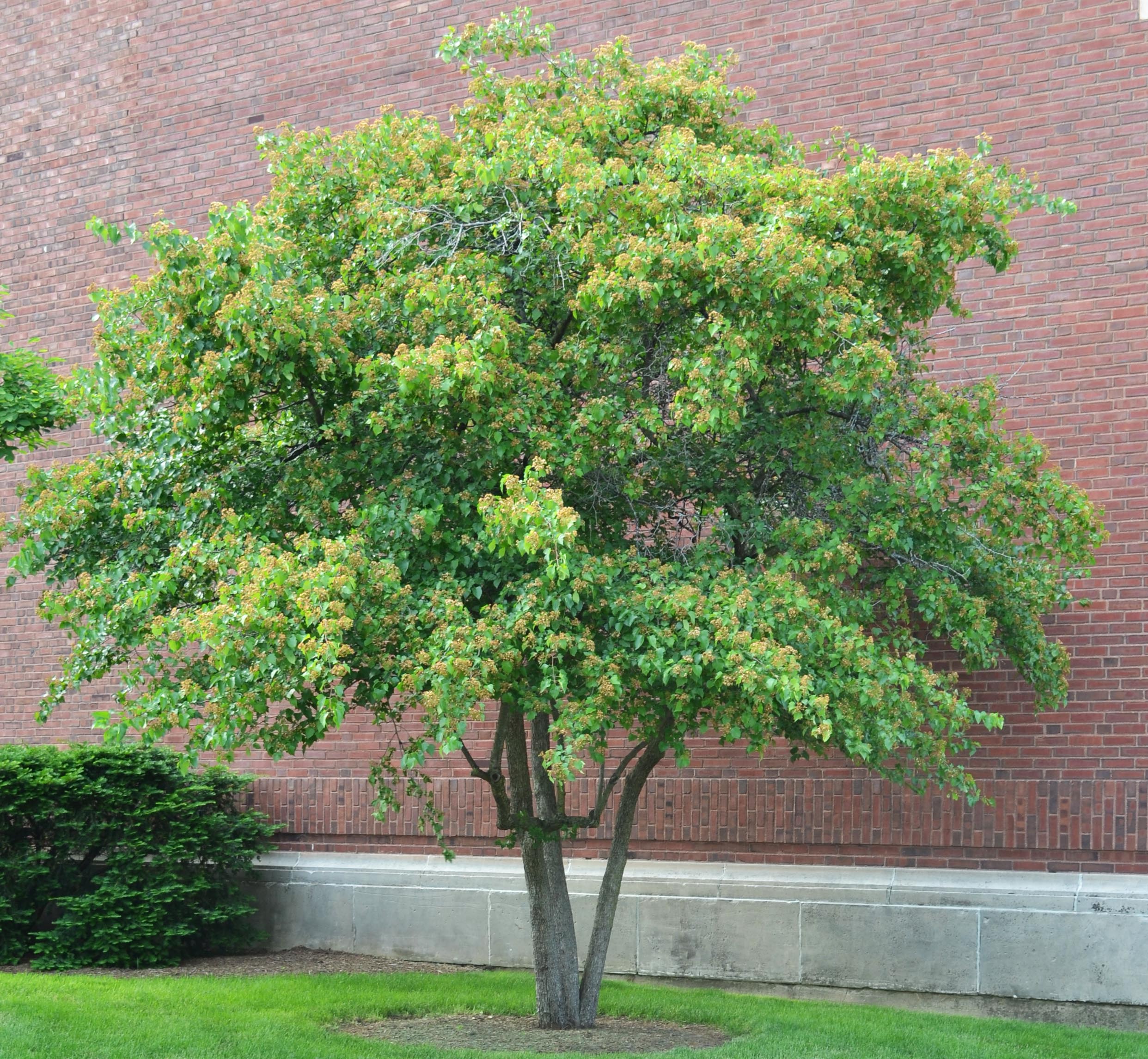 Crataegus phaenopyrum – Purdue Arboretum Explorer